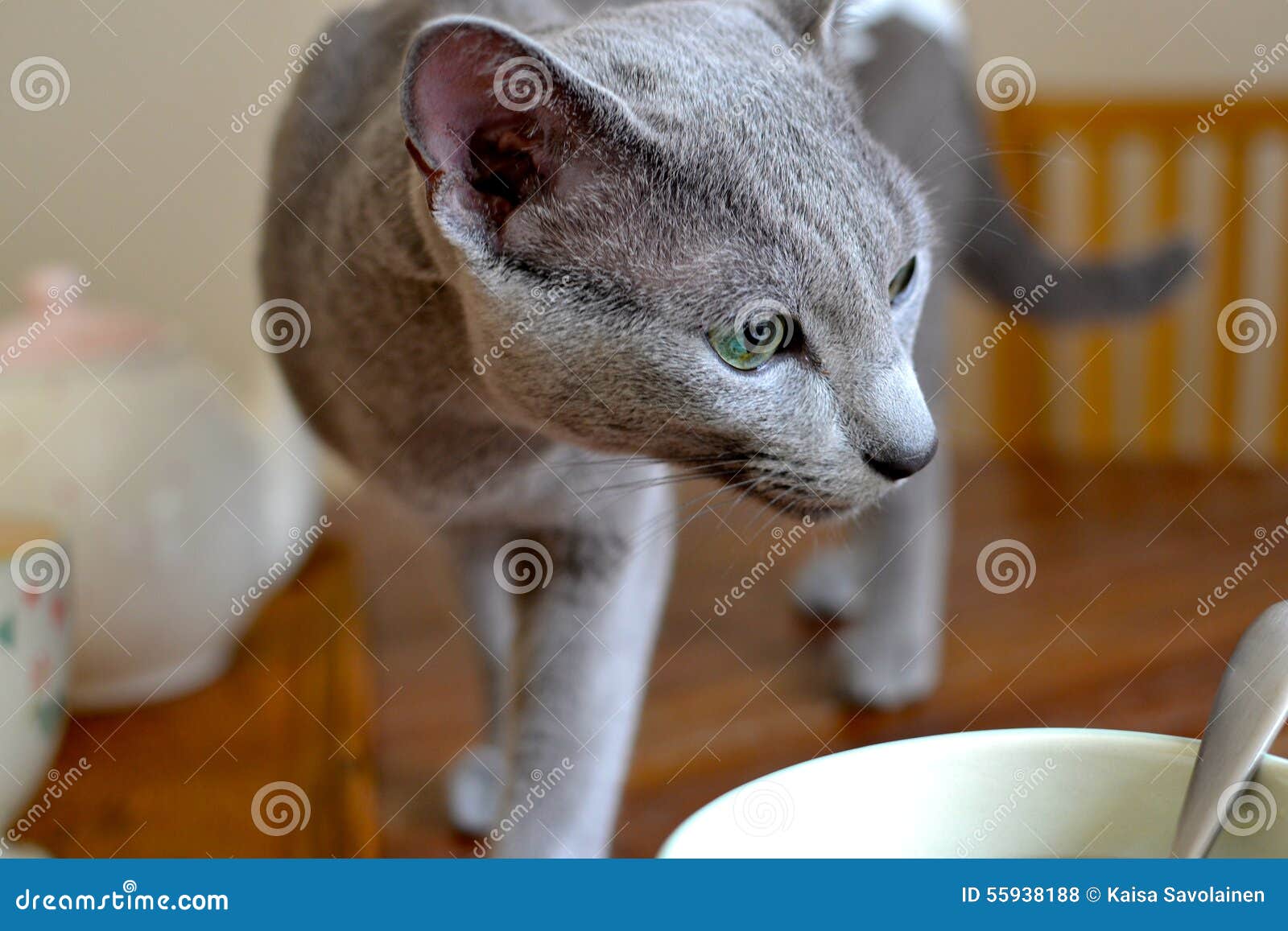 Russian Blue cat stock photo. Image of teacup, looking - 55938188