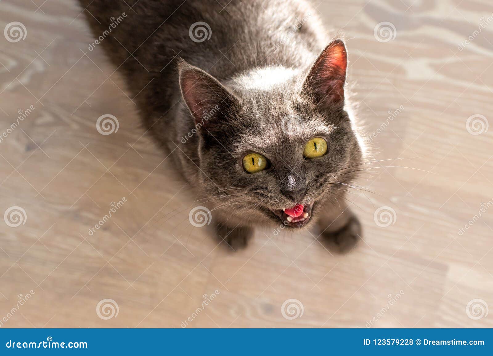 Russian blue cat meowing stock photo. Image of blue - 123579228