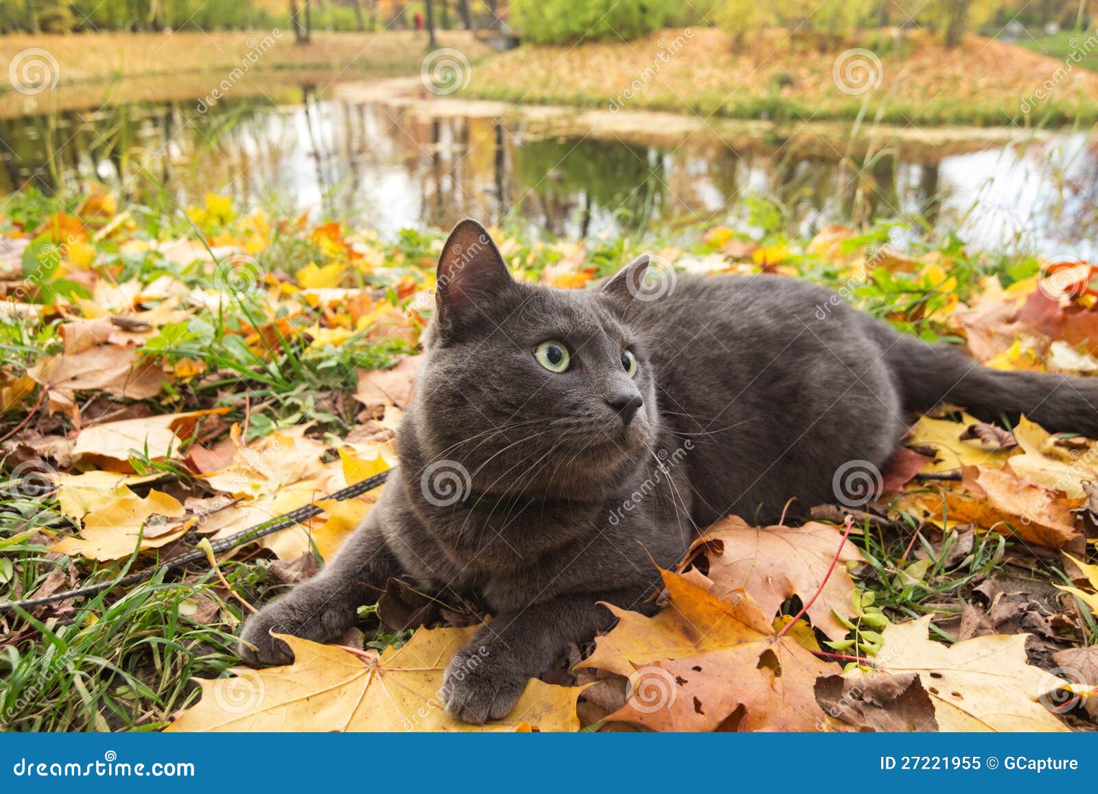 Russian blue cat outdoor stock image. Image of young - 27221955