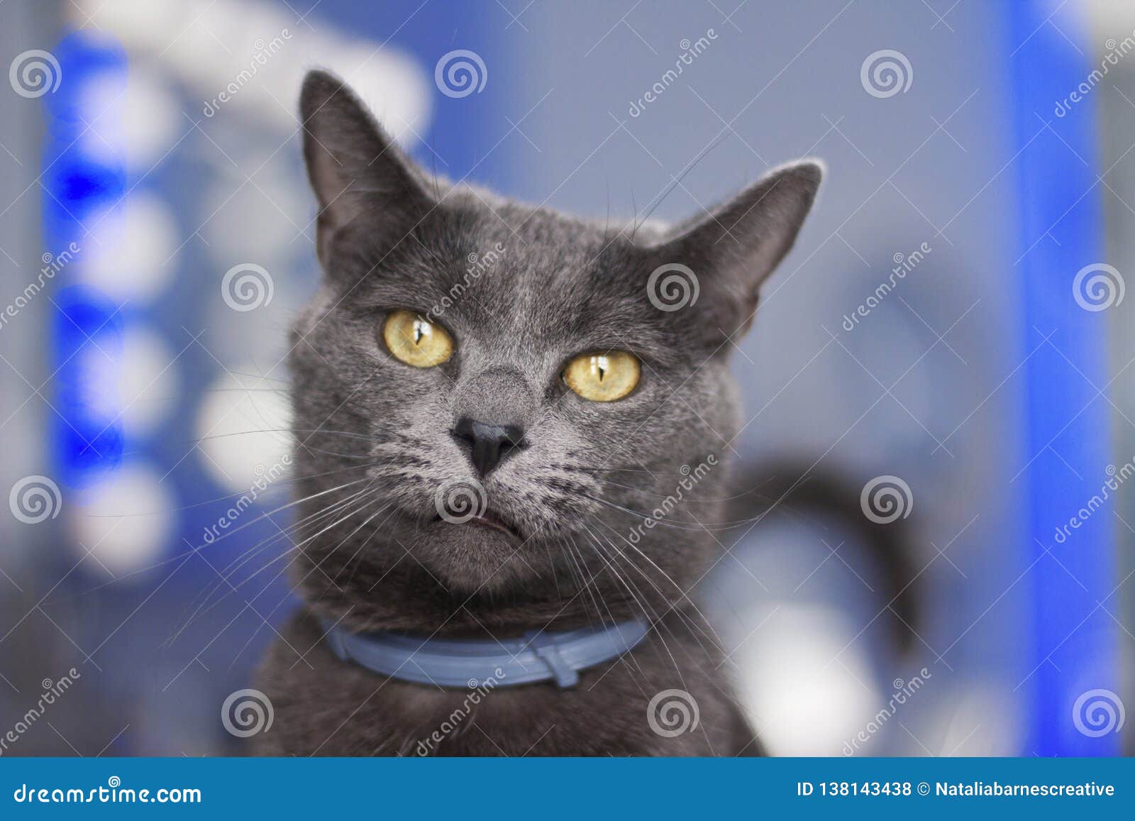 A Russian Blue Cat with Sharp Eyes Stock Photo - Image of kitty, green ...