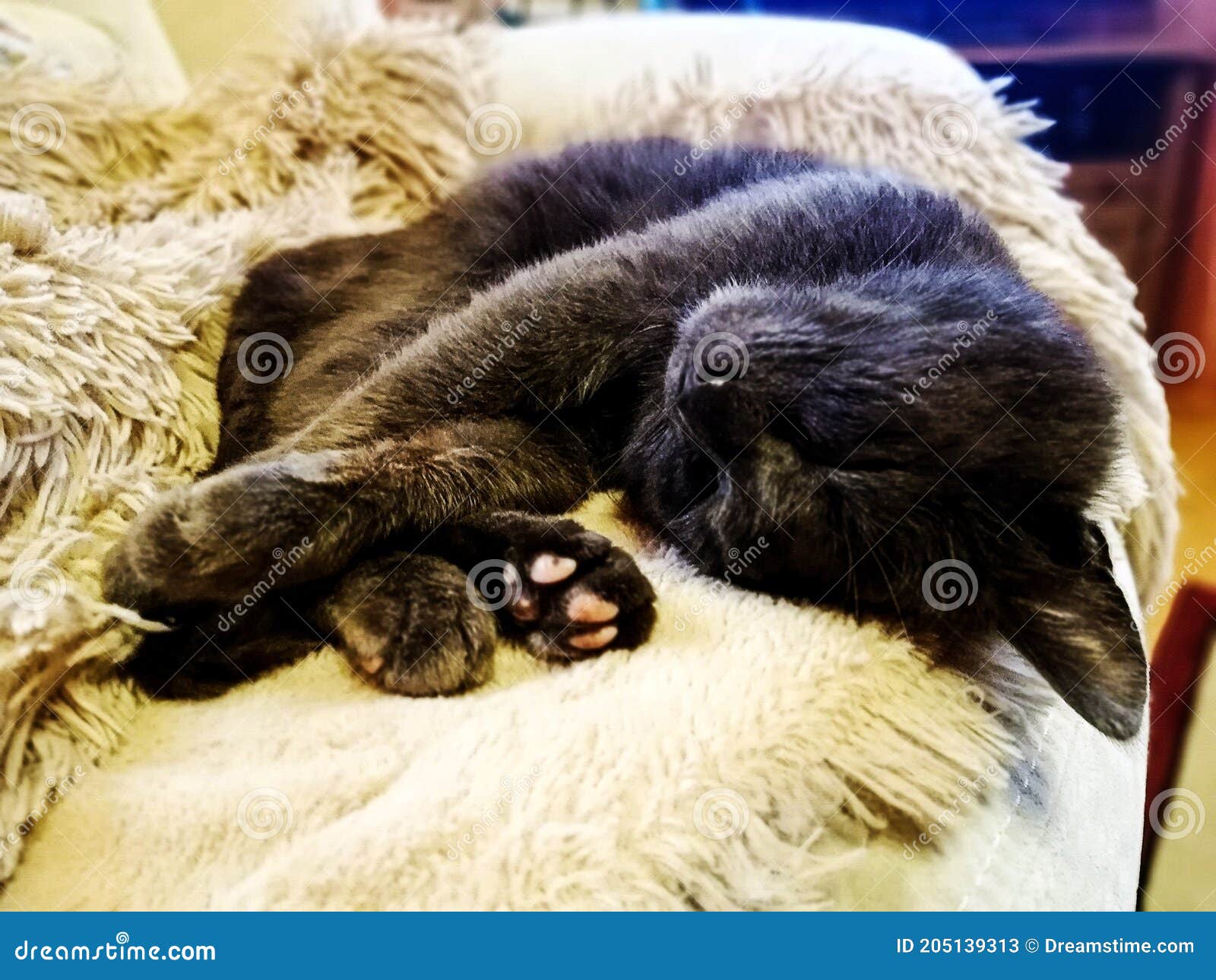 Russian Blue Cat is Sleeping on the Sofa Stock Image - Image of sofa ...
