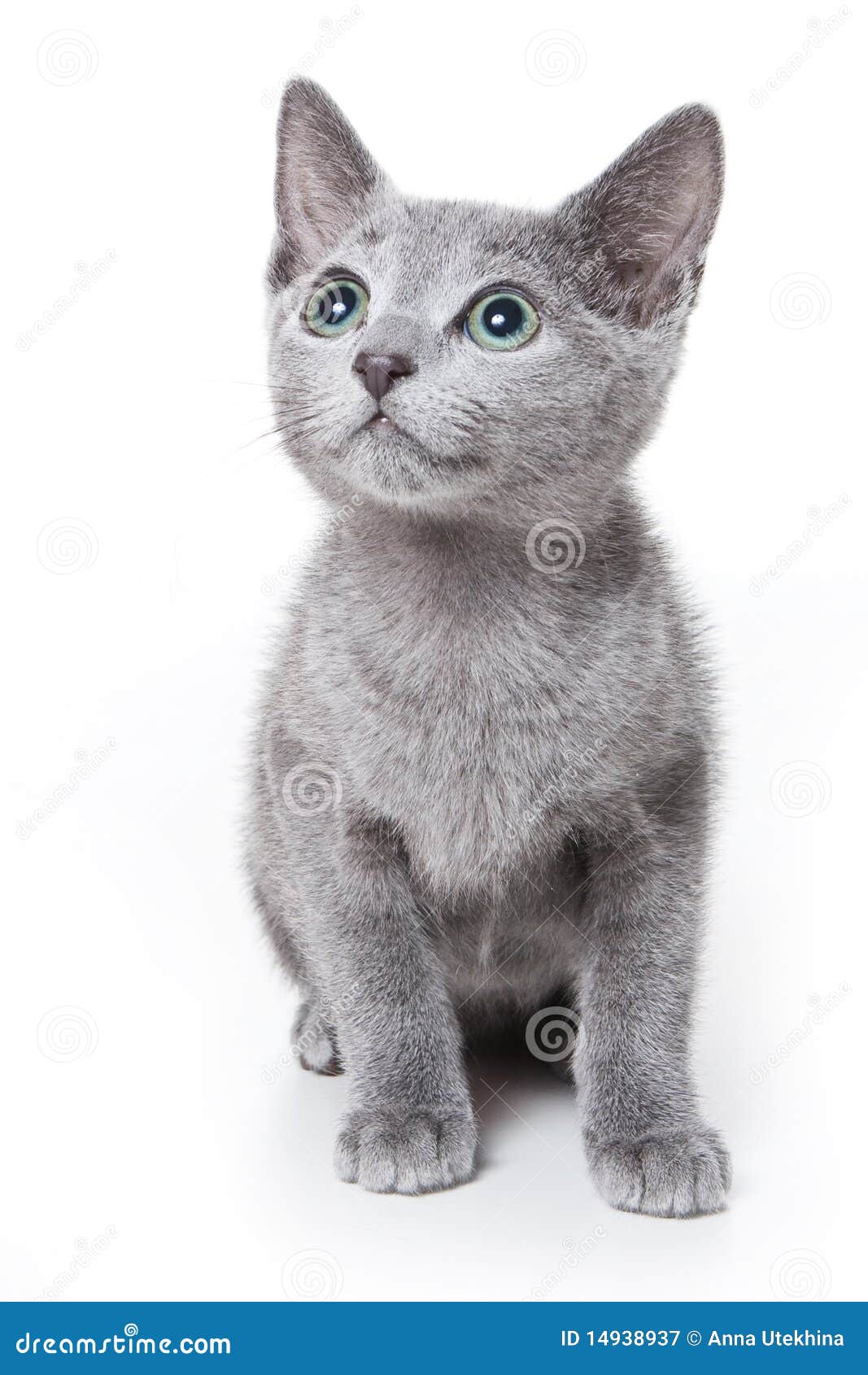 Russian blue kitten stock image. Image of looking, sweet - 14938937