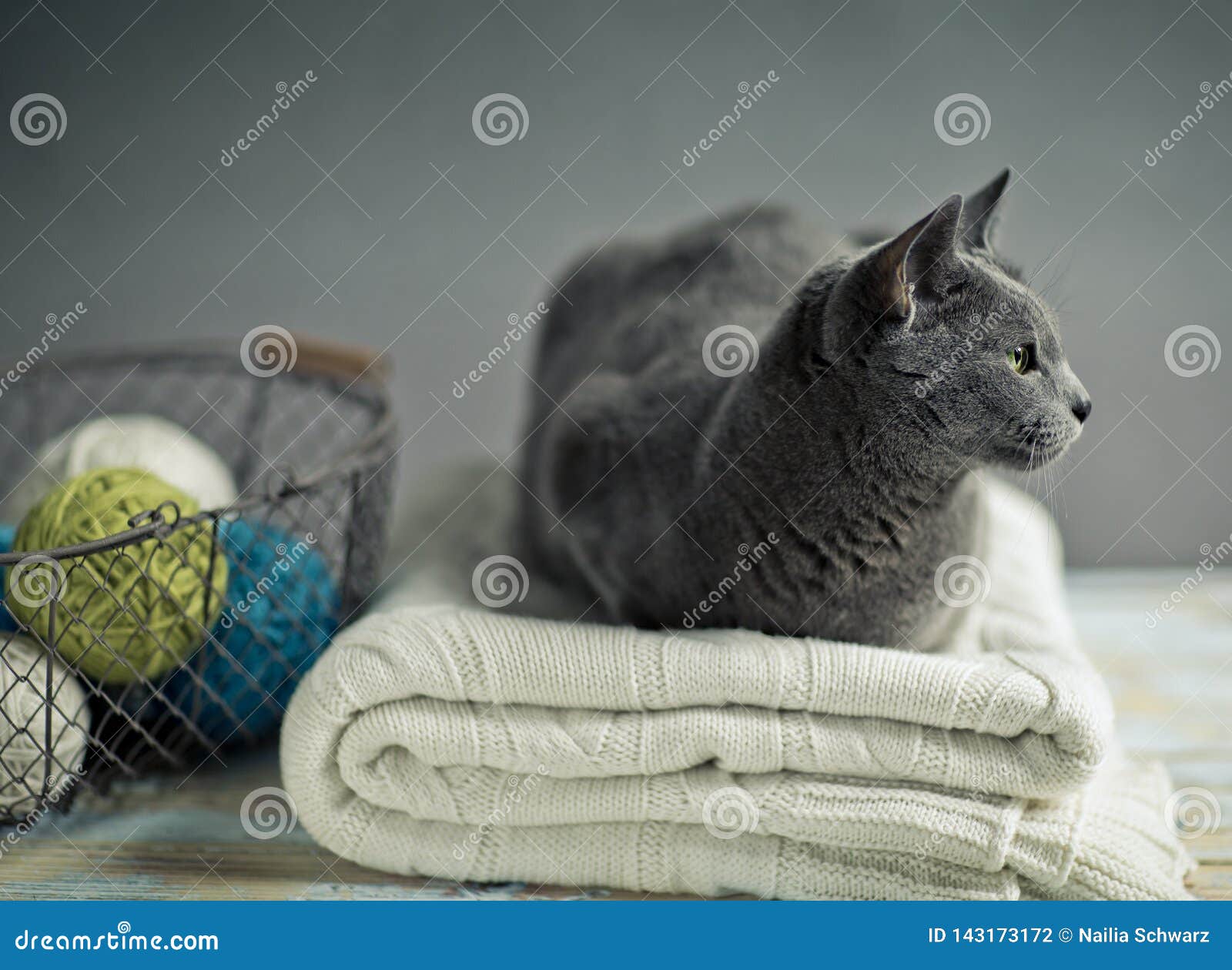 Studio Portrait of Purebred Russian Blue Stock Photo - Image of bred ...