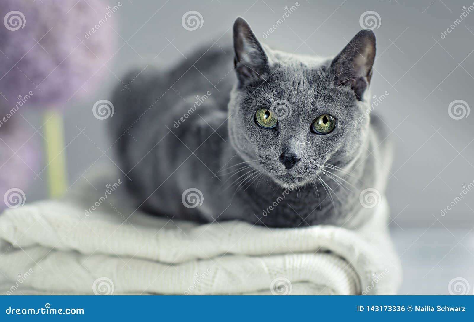 Studio Portrait of Purebred Russian Blue Stock Photo - Image of ...