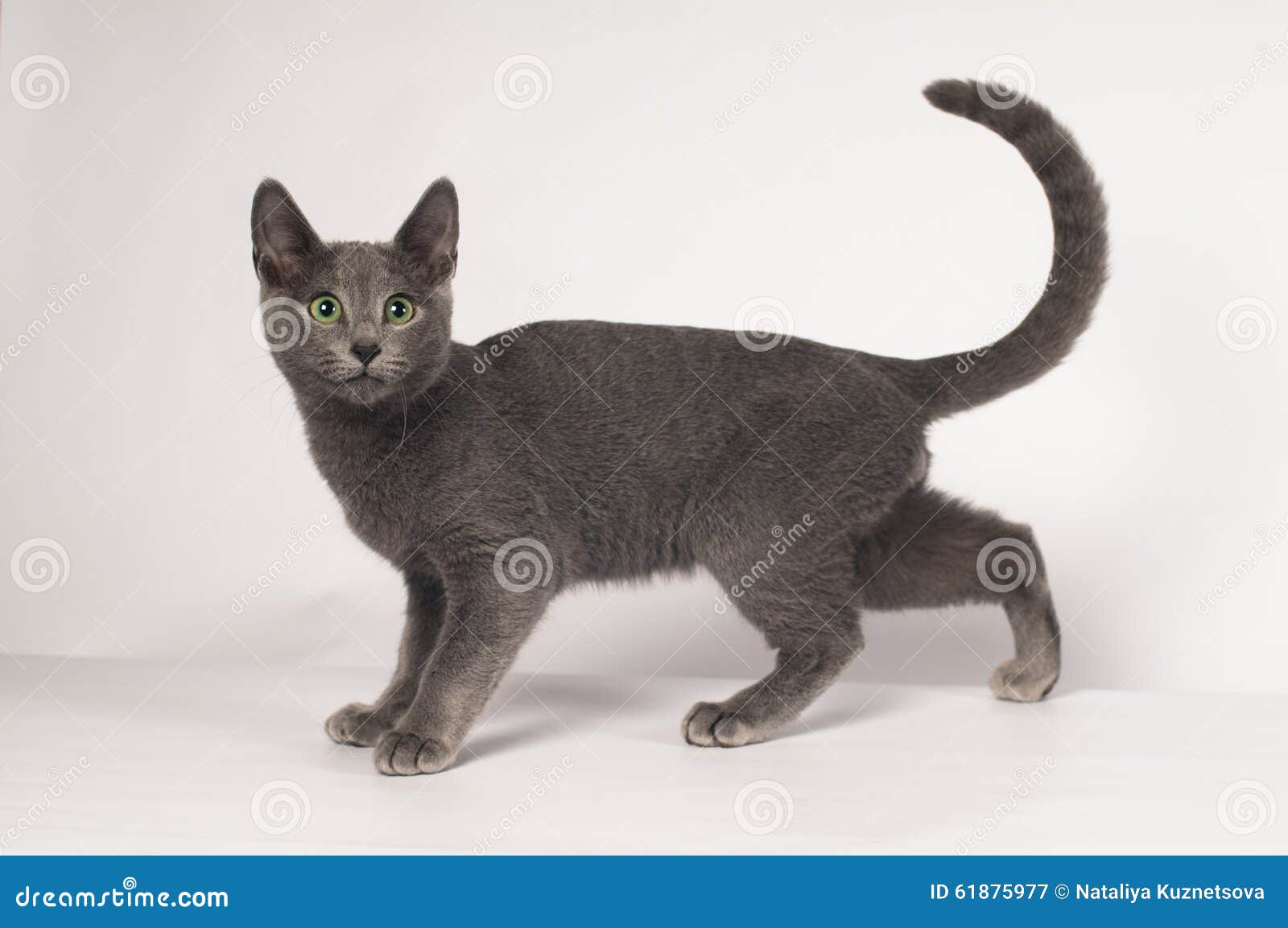 Russian Blue Purebred Kitten Stock Image - Image of silver, domestic ...