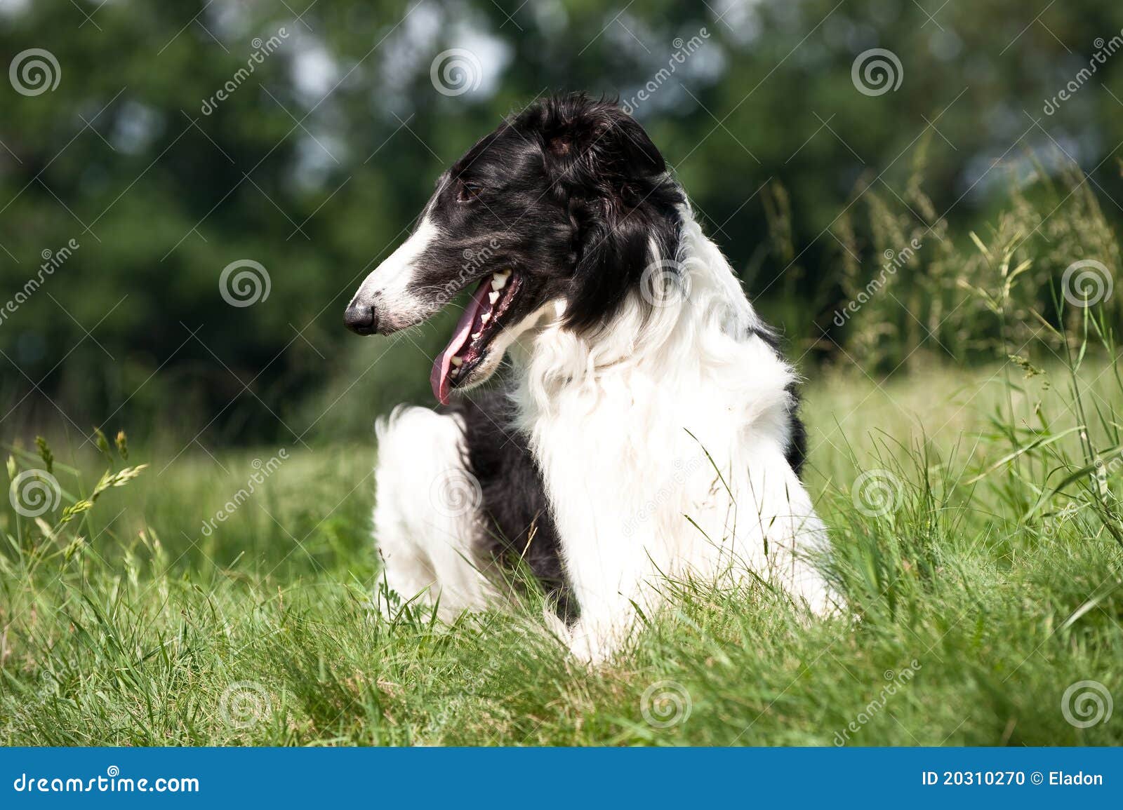 Russian borzoi stock photo. Image of white, grass, psovaya - 20310270