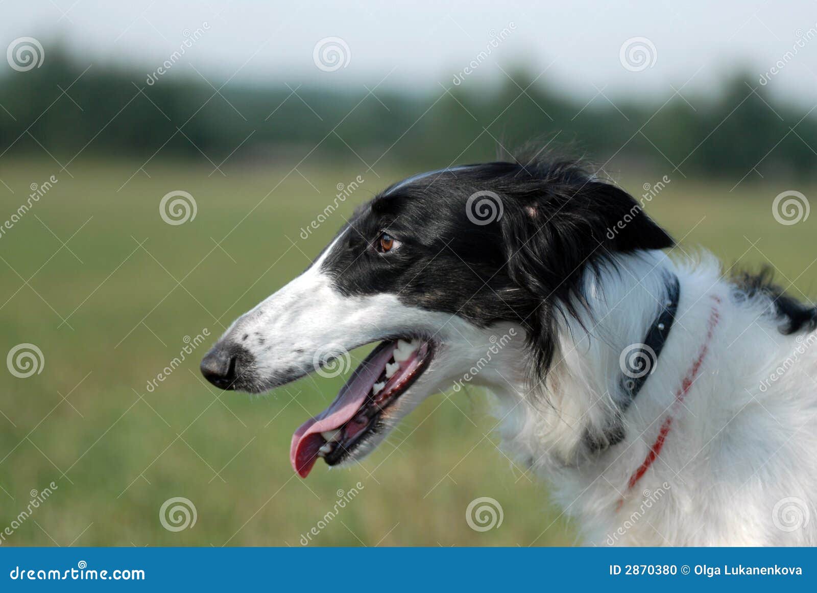 Russian borzoi stock photo. Image of jump, friend, canine - 2870380