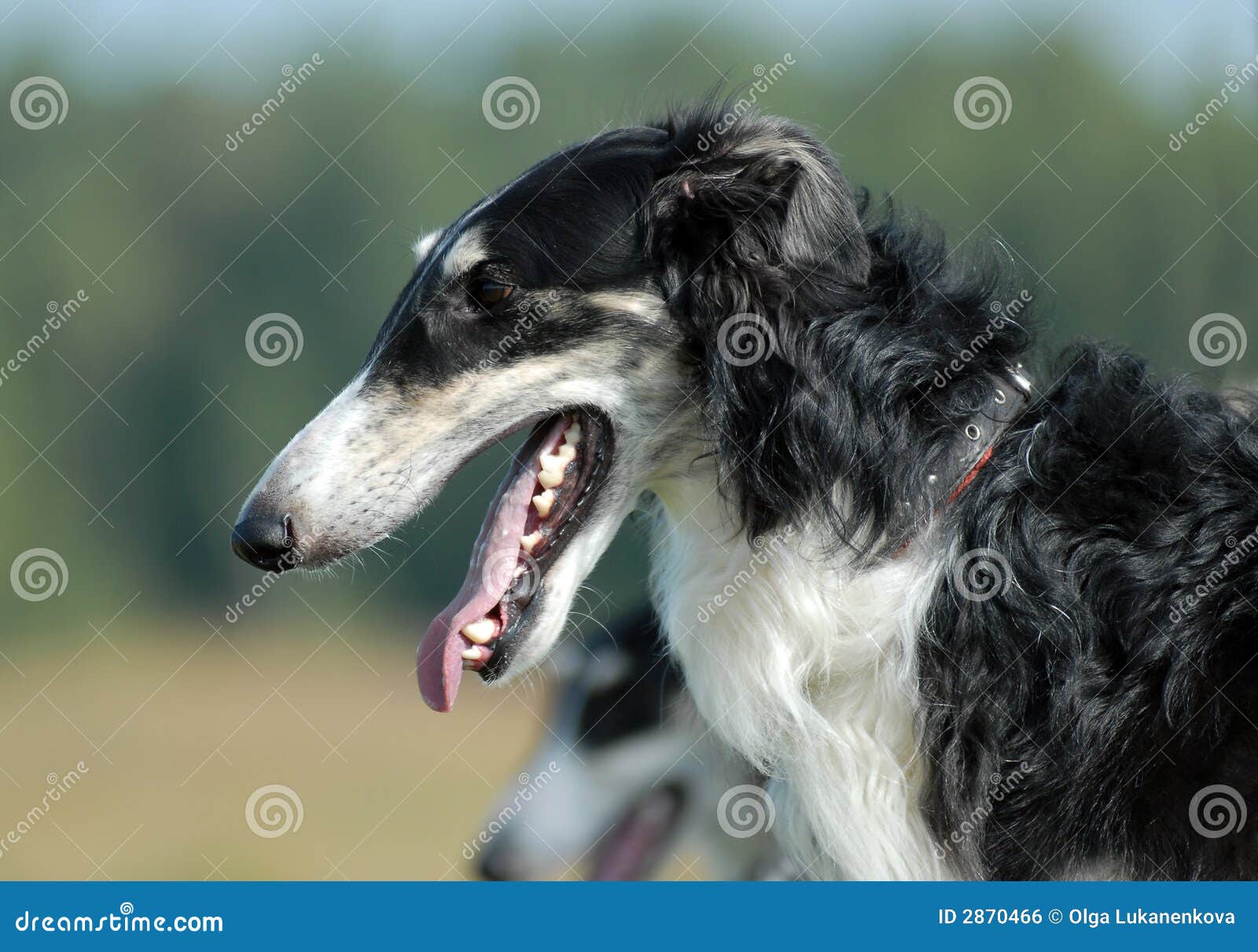Russian borzoi stock photo. Image of doggiest, doggi, jump - 2870466