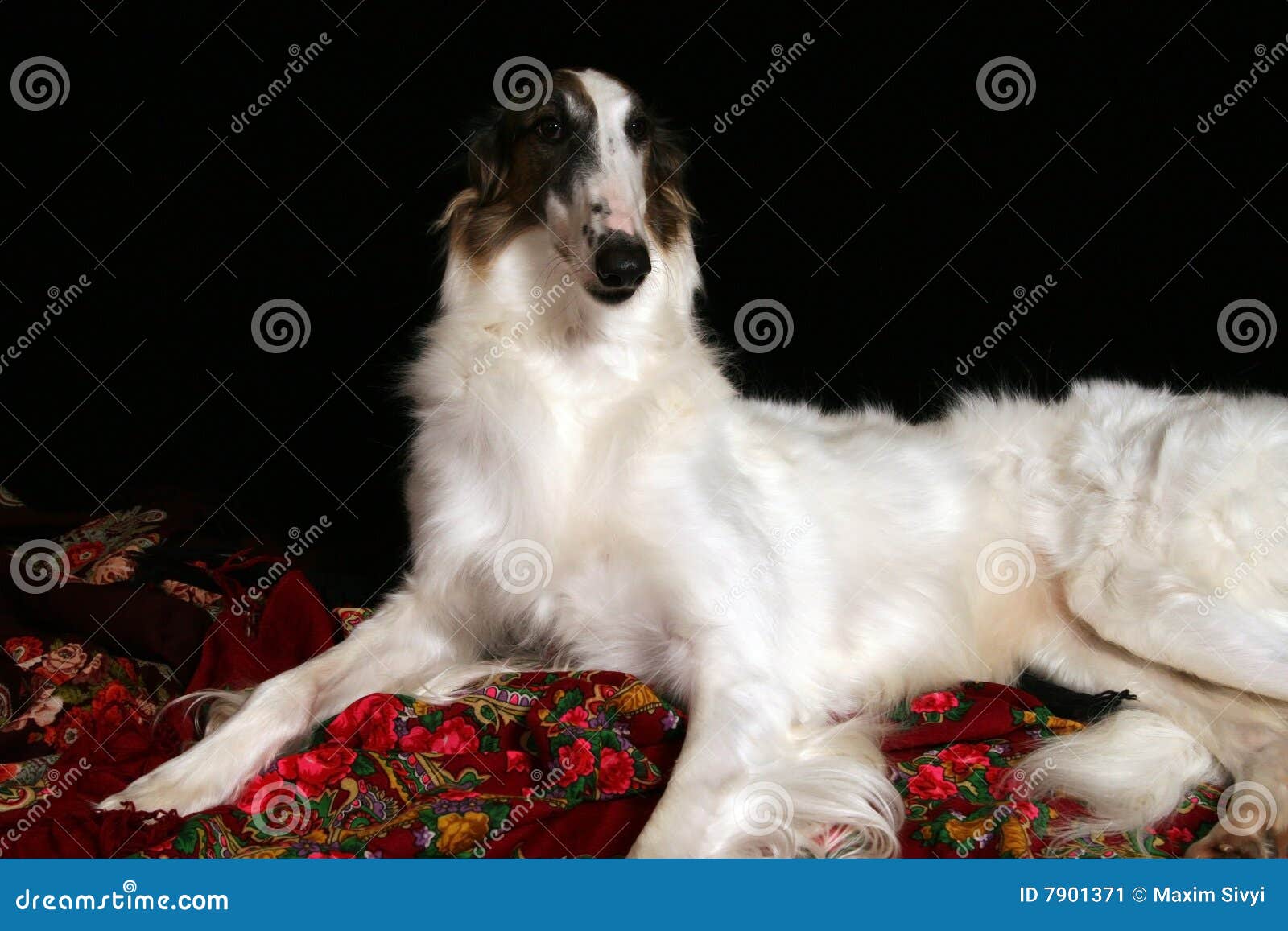 Russian borzoi stock image. Image of russian, portrait - 7901371