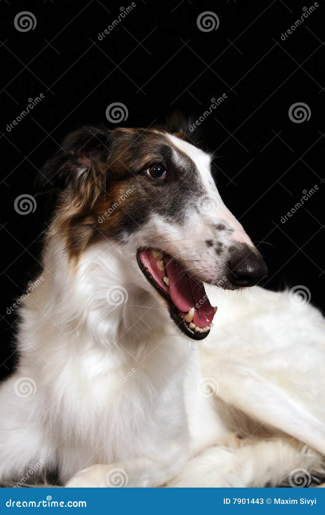 Russian borzoi stock image. Image of teeth, mouth, face - 7901443
