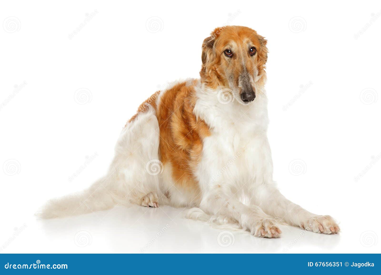 Russian Borzoi Puppy Royalty-Free Stock Photo | CartoonDealer.com #22123869