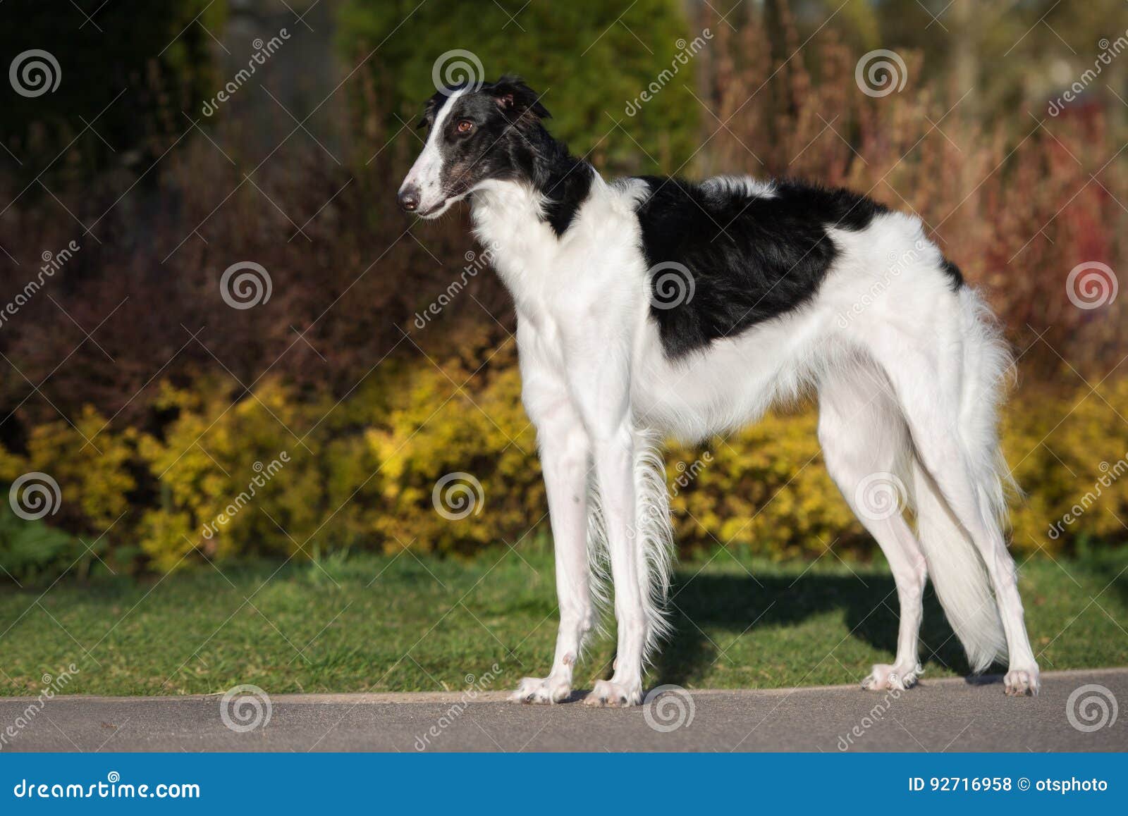 Russian Borzoi Dog Outdoors Stock Photo - Image of portrait, green ...
