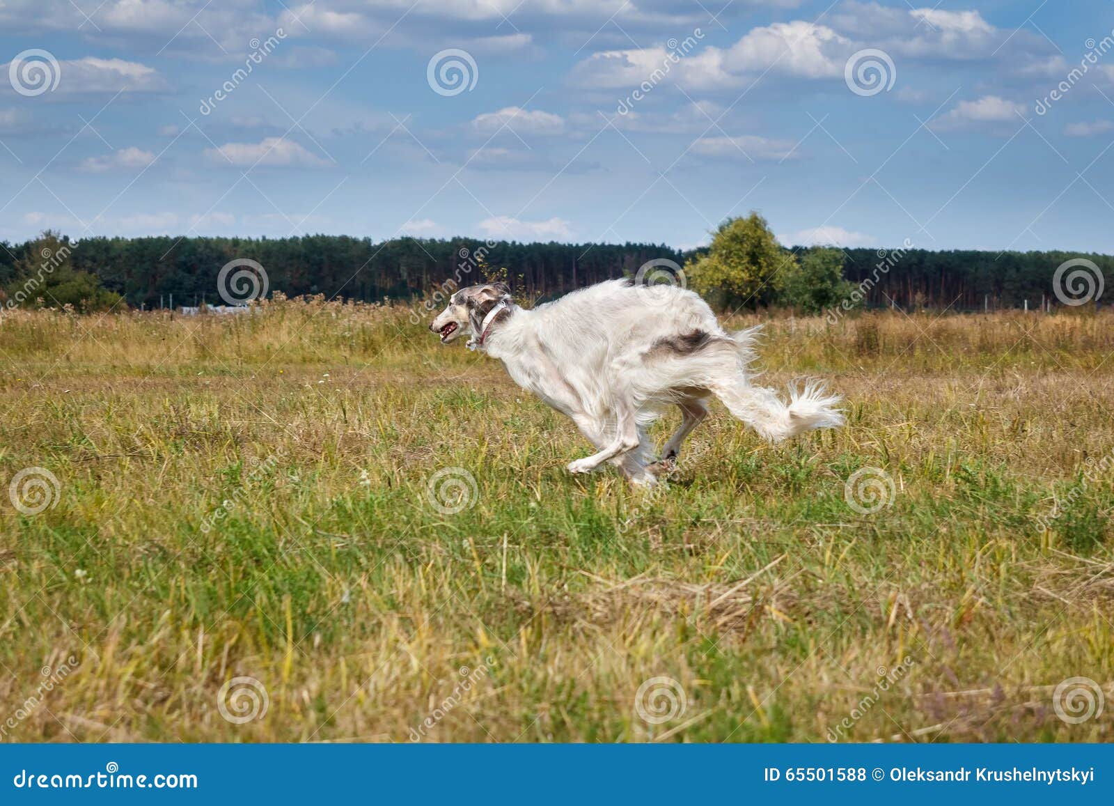 Russian Borzoi Dog Running in the Field Stock Photo - Image of ...