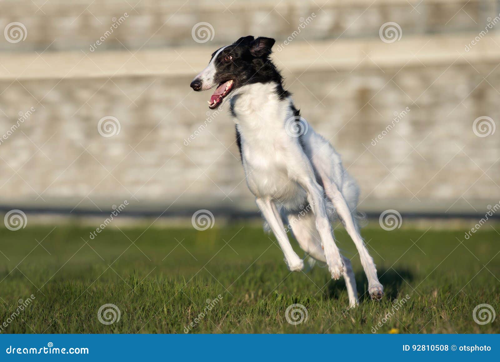 Russian Borzoi Dog Running Outdoors Stock Photo - Image of happy, park ...