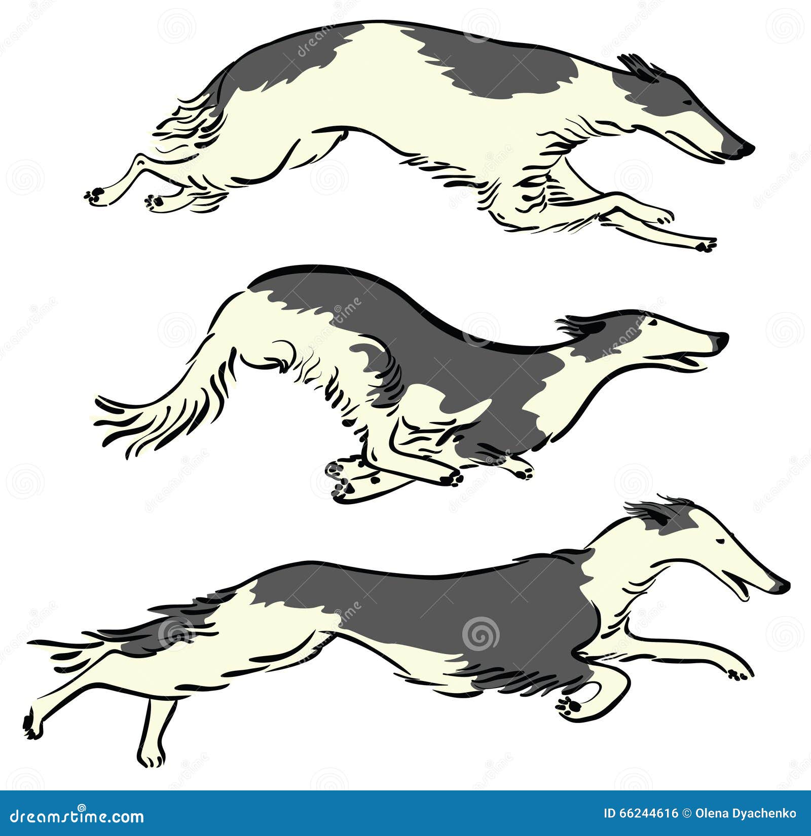 Russian Borzoi Dogs stock vector. Illustration of russian - 66244616