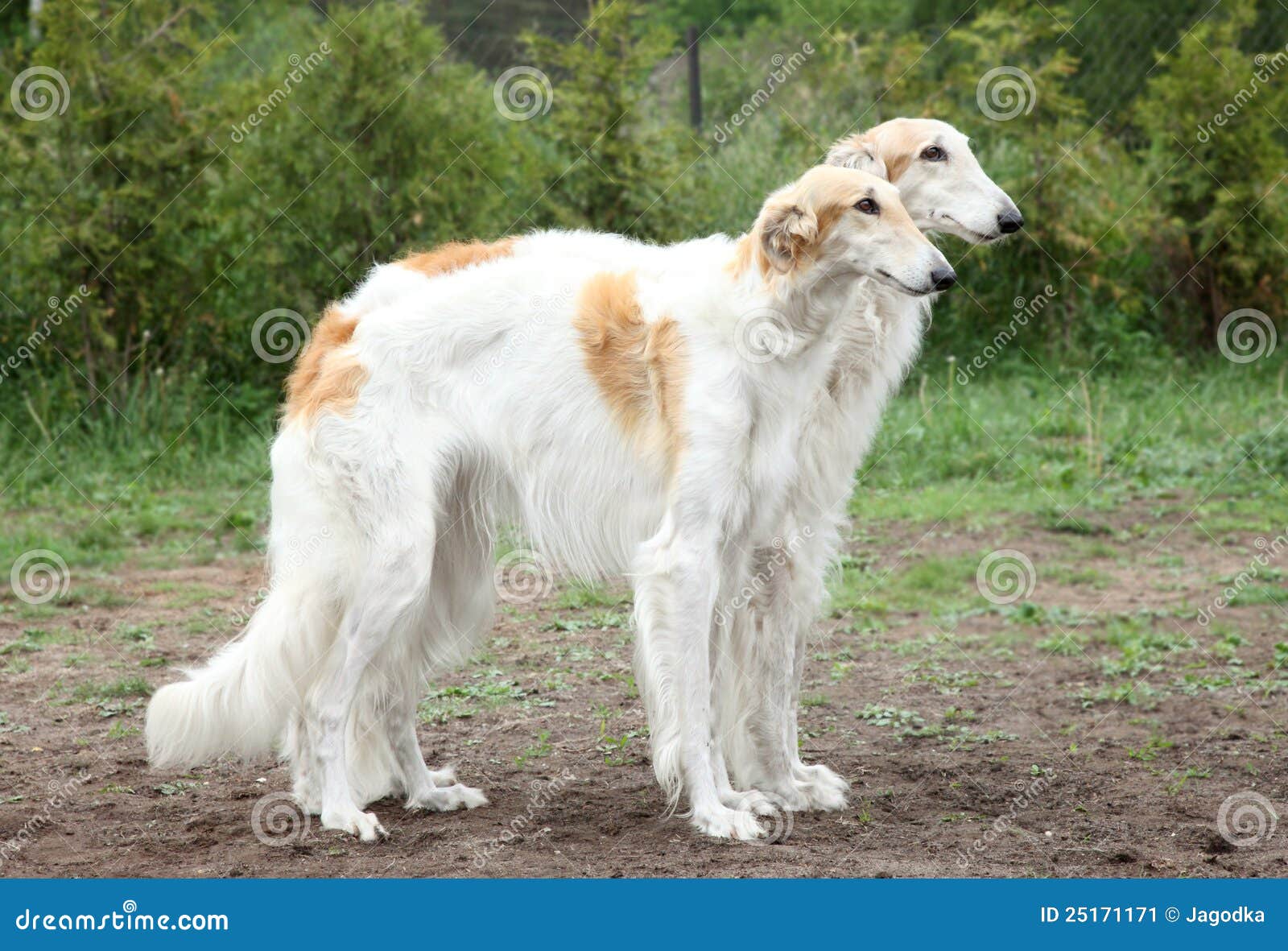 Russian borzoi hounds stock image. Image of borzaya, russkaya - 25171171
