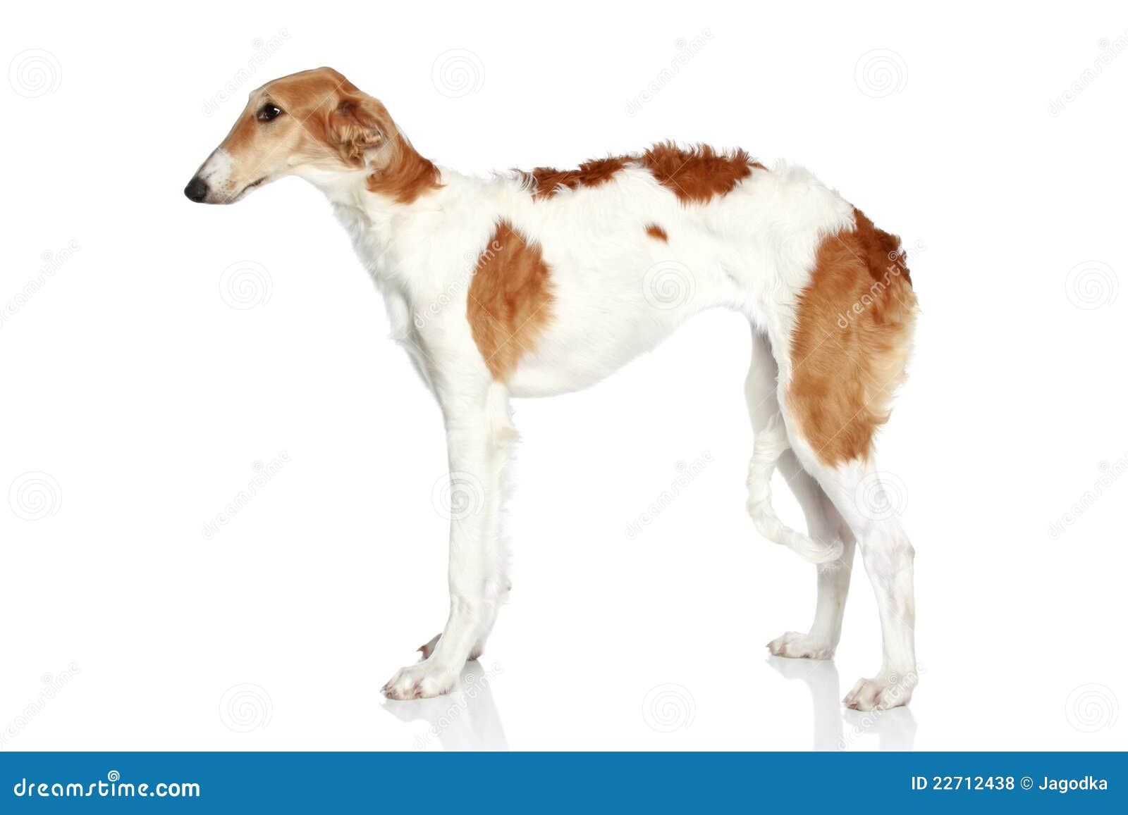 Borzoi Russian Side Portrait Photos - Free & Royalty-Free Stock Photos ...