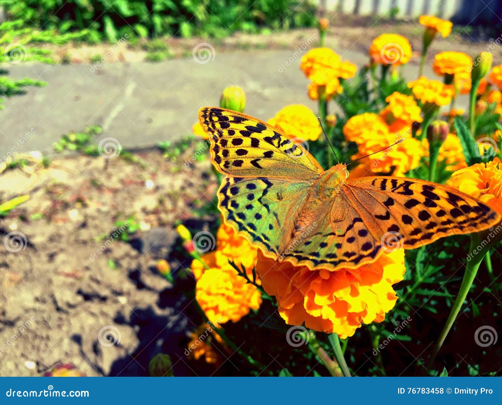 Russian butterfly stock photo. Image of angle, removed - 76783458