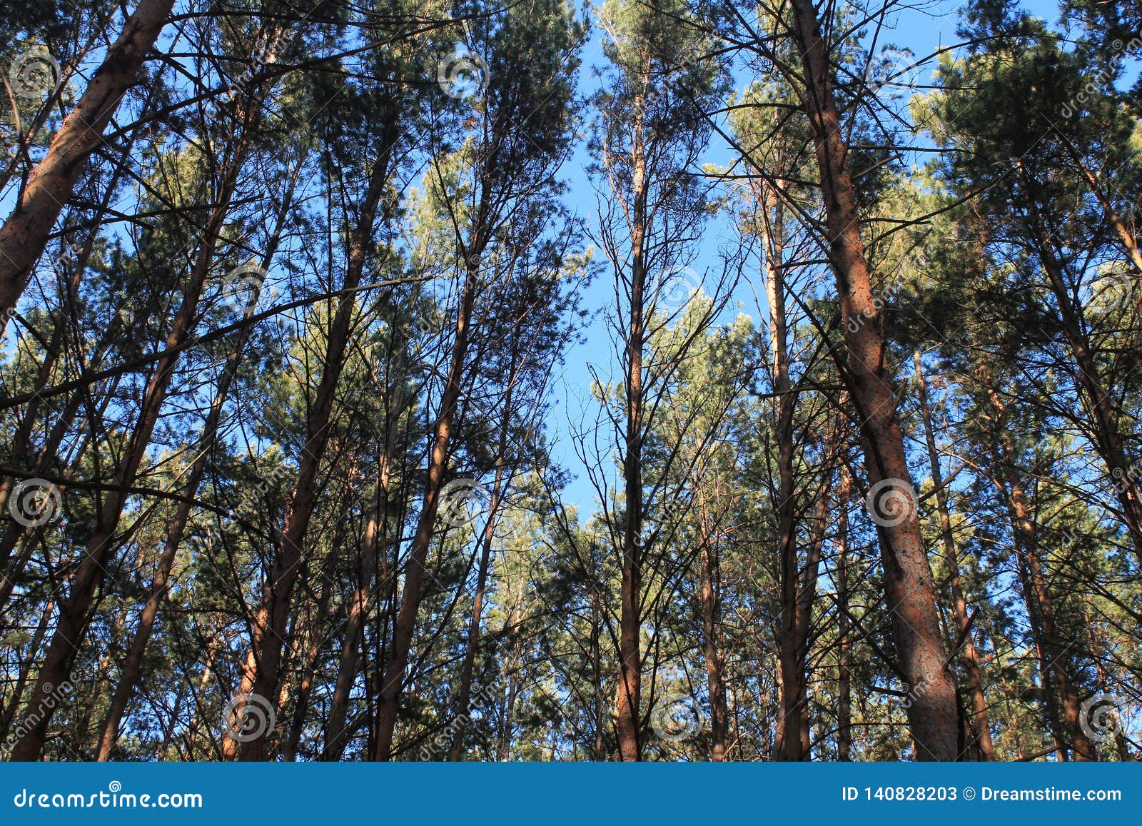 Russian clean pine forest stock image. Image of pine - 140828203