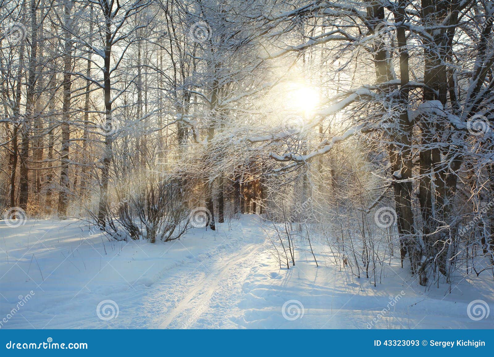Russian Cold Winter Forest Landscape Snow Stock Image - Image of forest ...