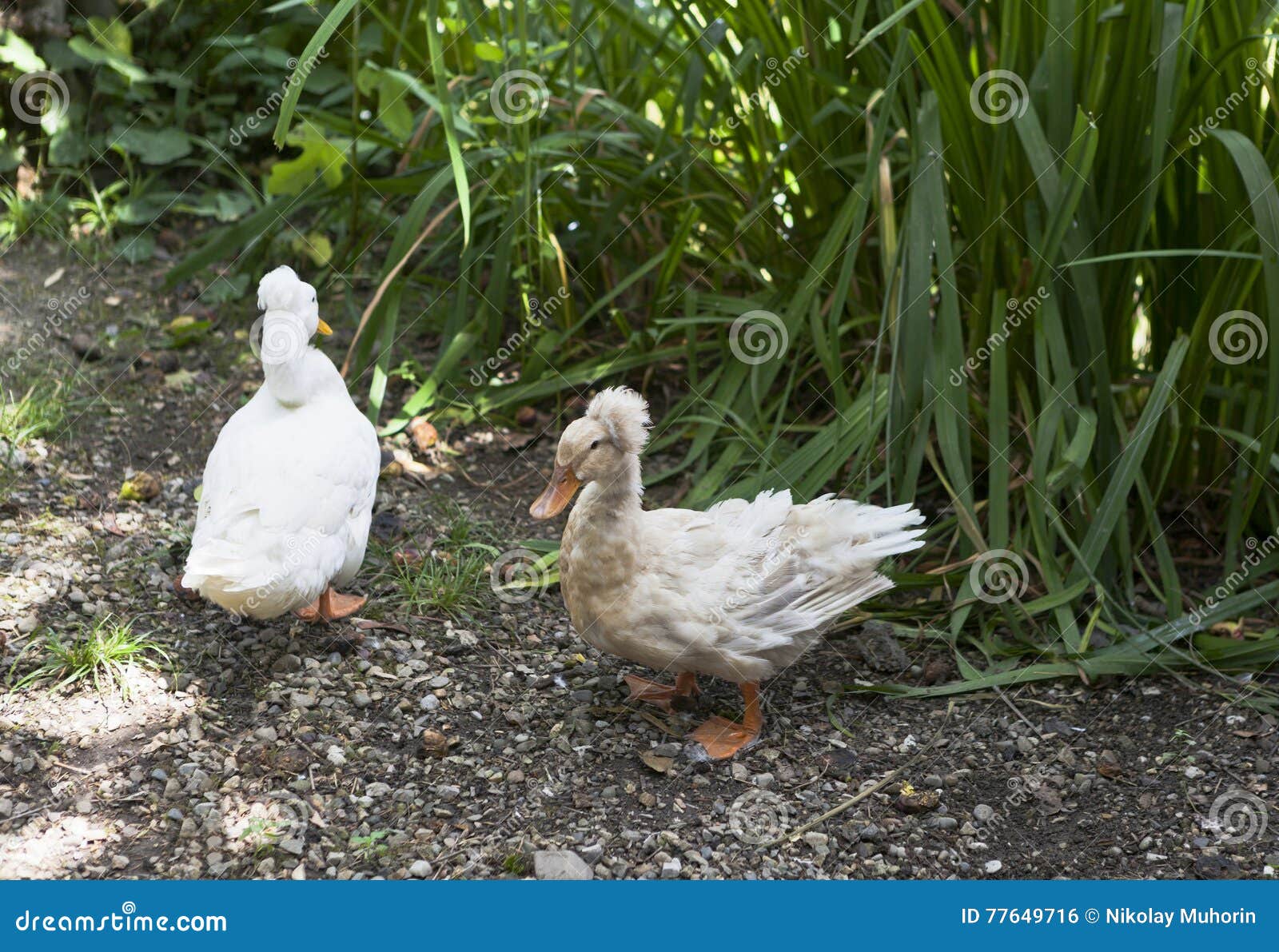 Russian Cresteds ducks stock photo. Image of farm, nature - 77649716