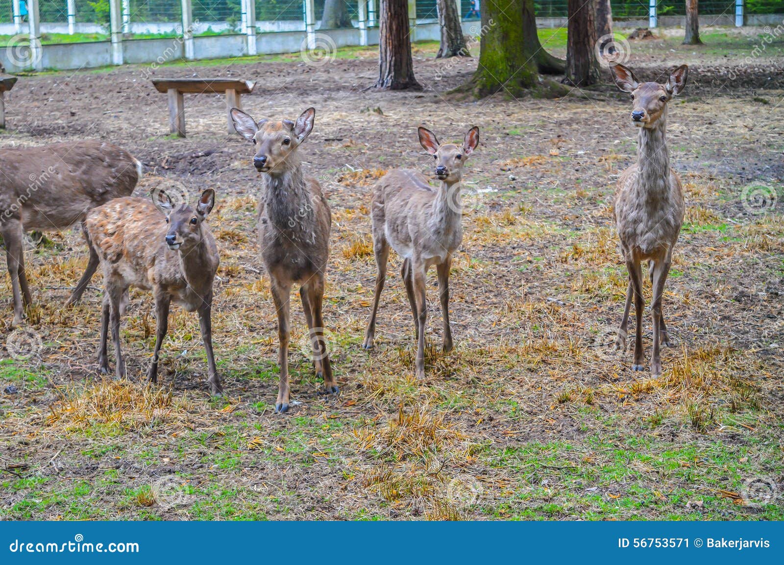 Russian deer stock image. Image of mountains, wildlife - 56753571