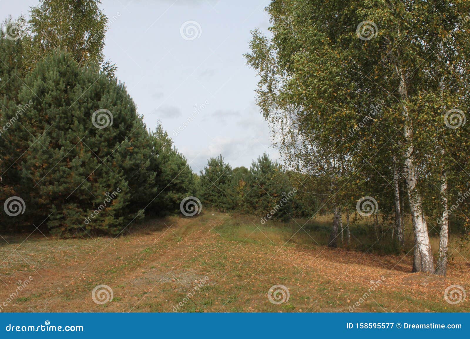 Russian Fall. Road and Forest Stock Image - Image of clouds, grass ...