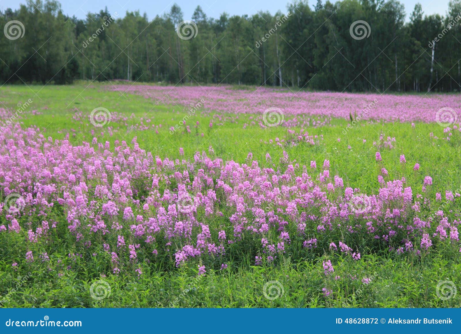 Russian field stock photo. Image of cloud, landscape - 48628872