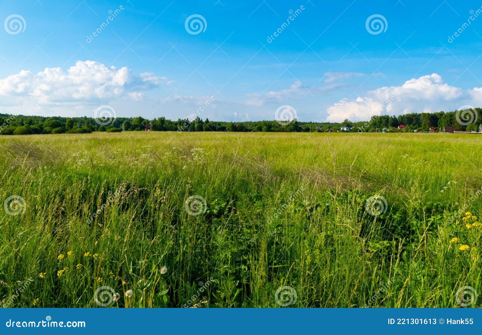 Russian Field in Summer in Russia Stock Image - Image of russian, plant ...