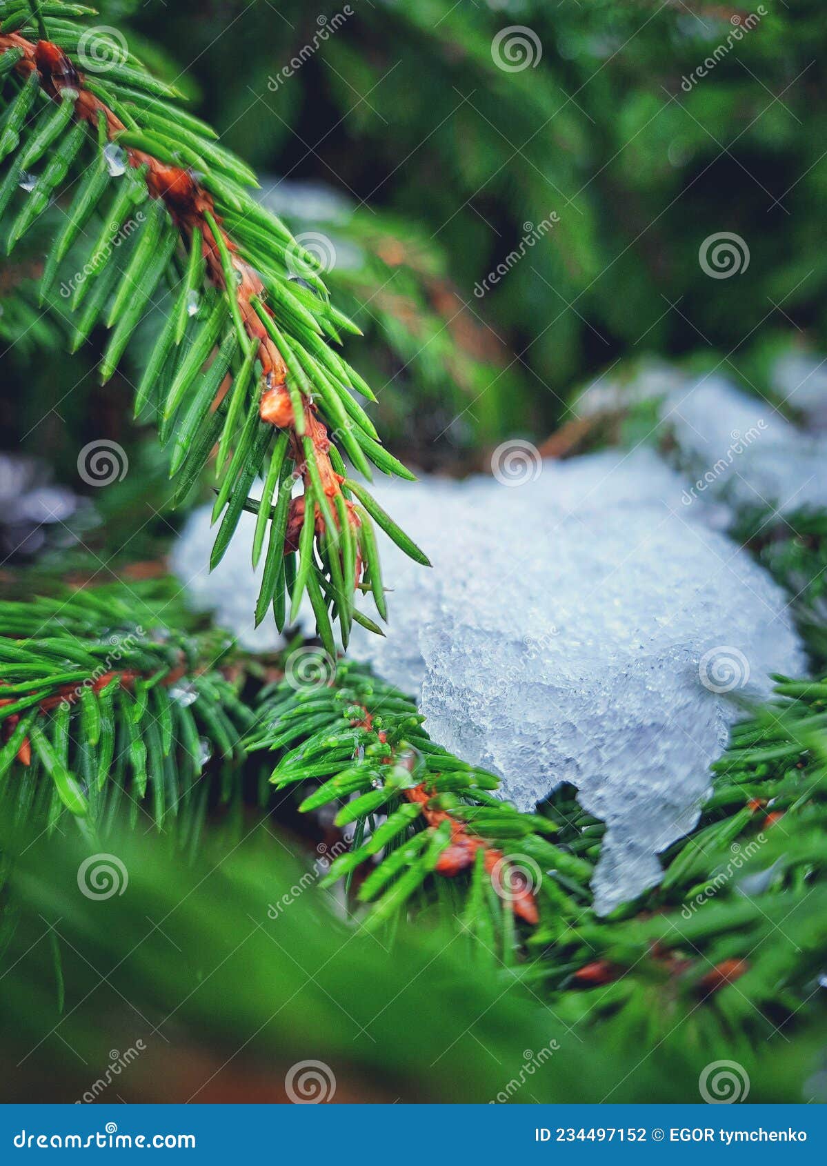 Russian fir stock photo. Image of russian, tree, frost - 234497152