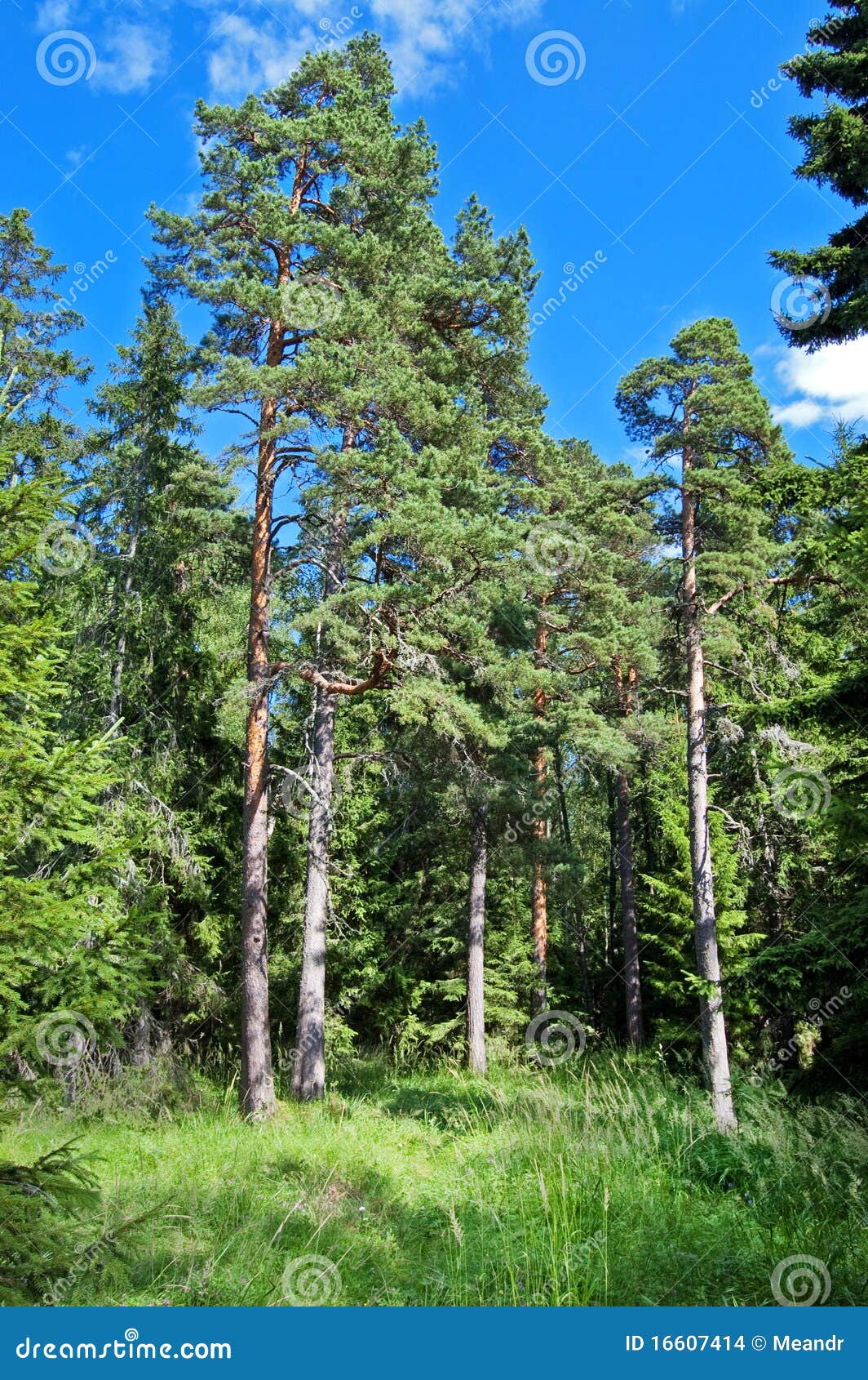 Russian forest stock photo. Image of gray, outdoors, grass - 16607414