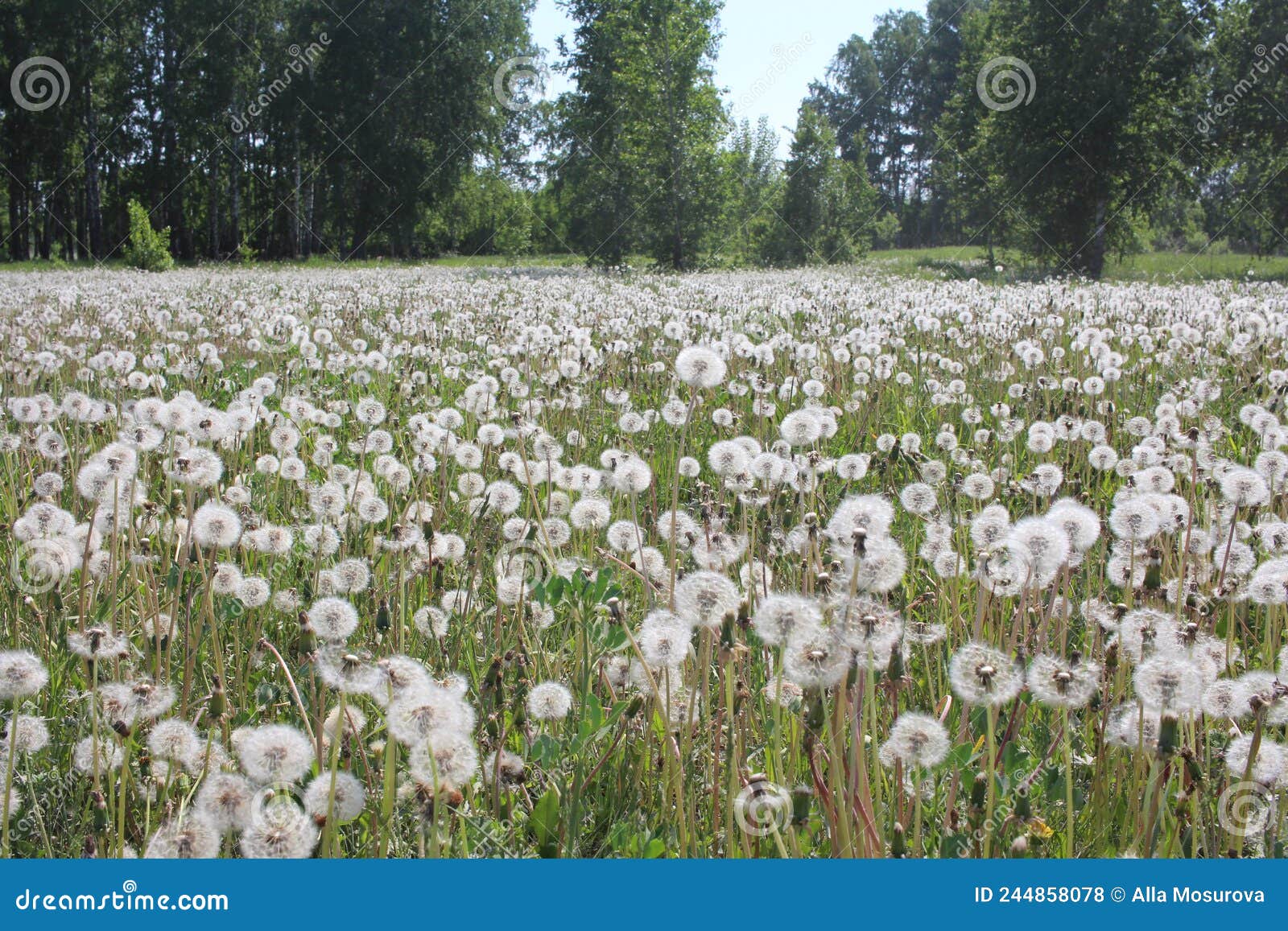 Russian Forest with Birches in Dandelion Fields in Summer Stock Photo ...
