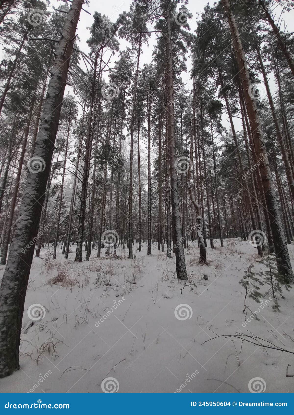 Russian forest stock photo. Image of winter, cold, russian - 245950604