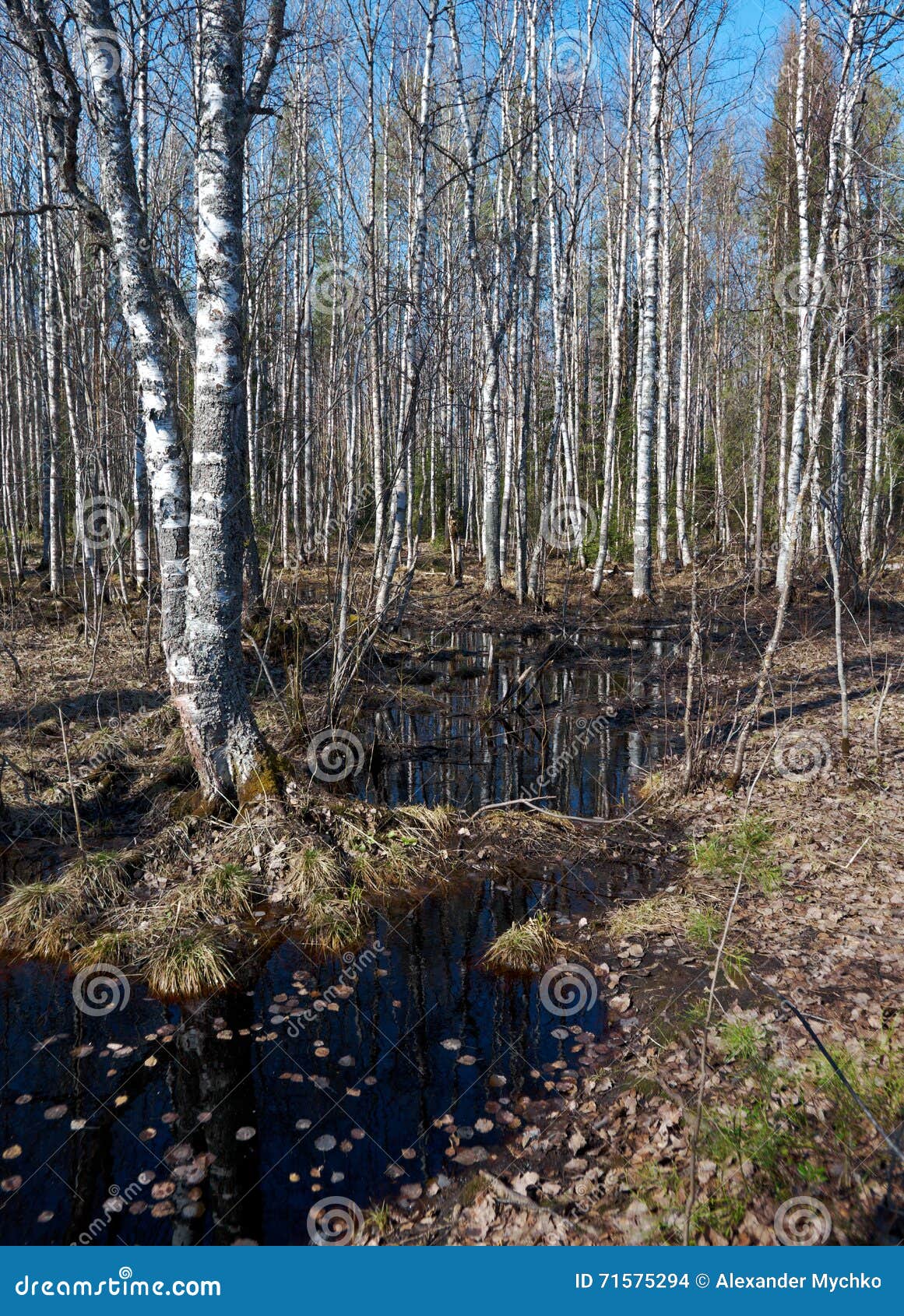 Russian Forest in Early Spring. Stock Photo - Image of landscape ...