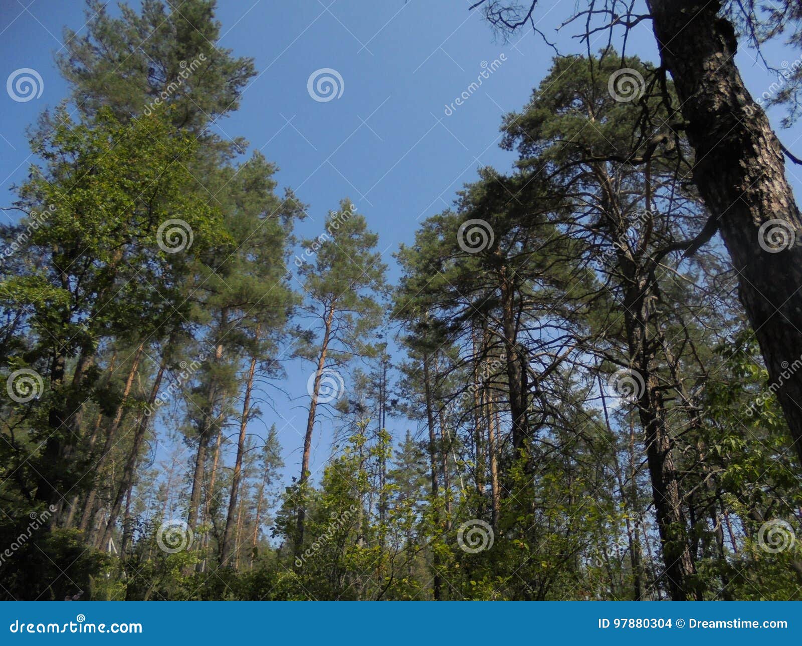 Russian forest stock photo. Image of russian, forest - 97880304