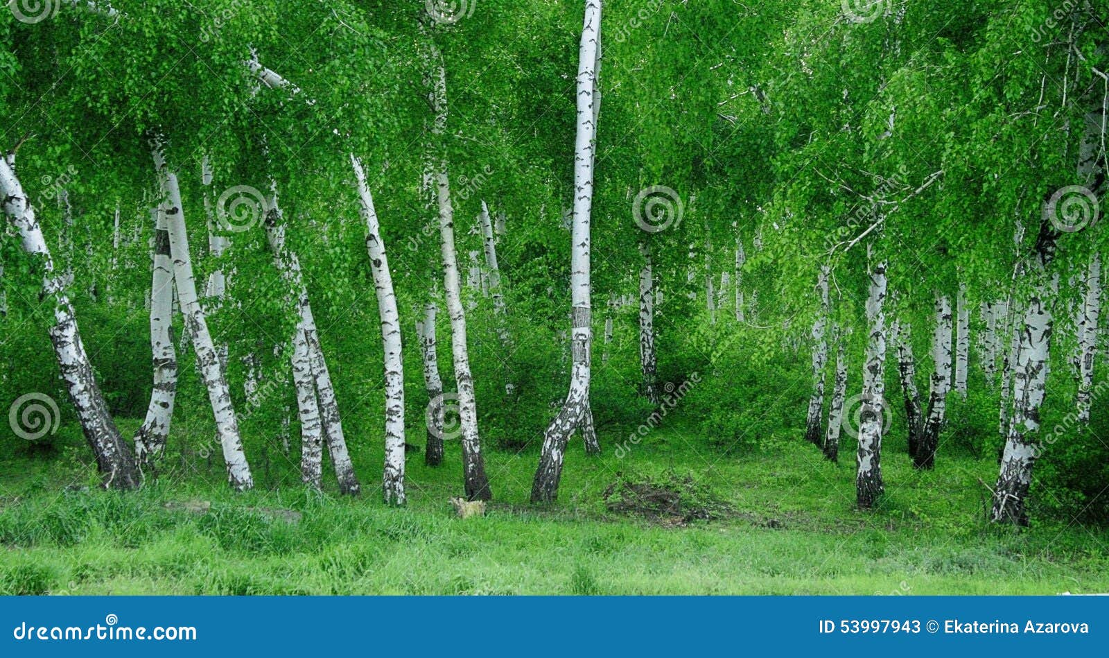 Russian forest stock image. Image of park, scenics, green - 53997943