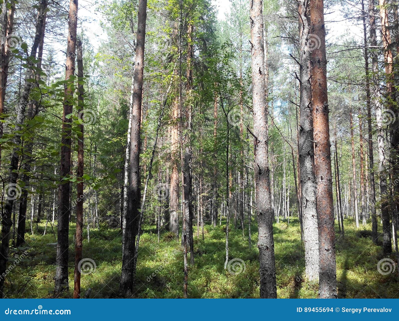 Russian forest stock photo. Image of sunny, forest, pine - 89455694