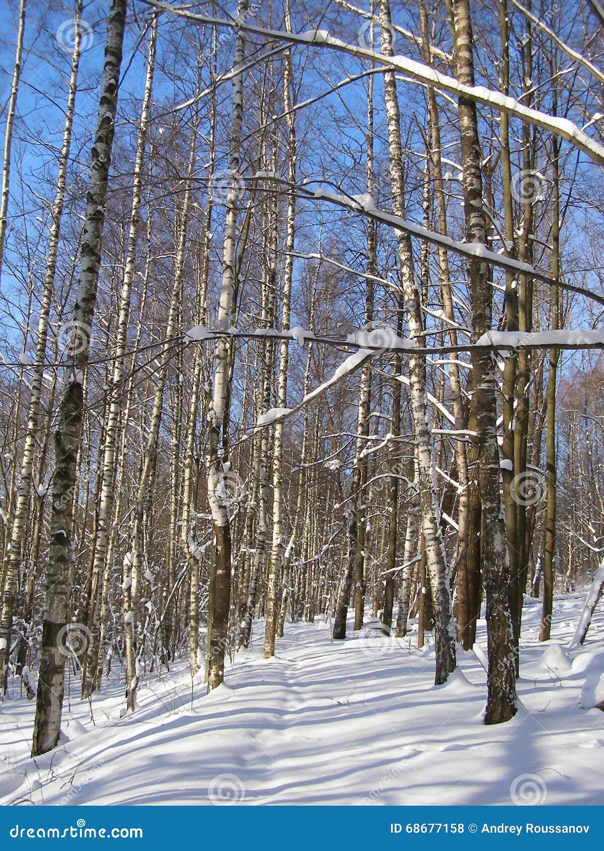 Russian forest path stock photo. Image of grove, landscape - 68677158