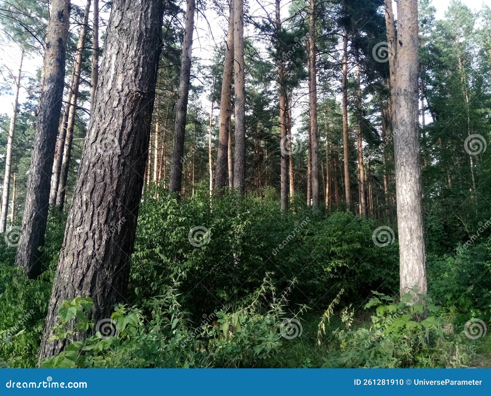Russian forest pines stock photo. Image of plant, russian - 261281910