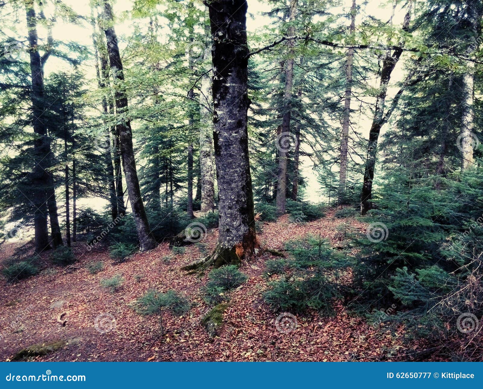 Russian forest stock image. Image of moss, camping, mountains - 62650777