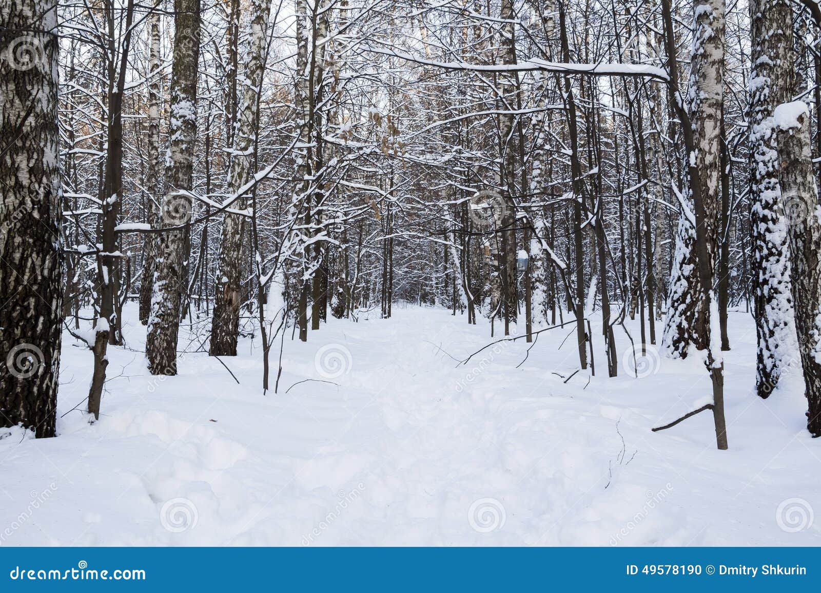 Russian forrest in winter stock photo. Image of branch - 49578190