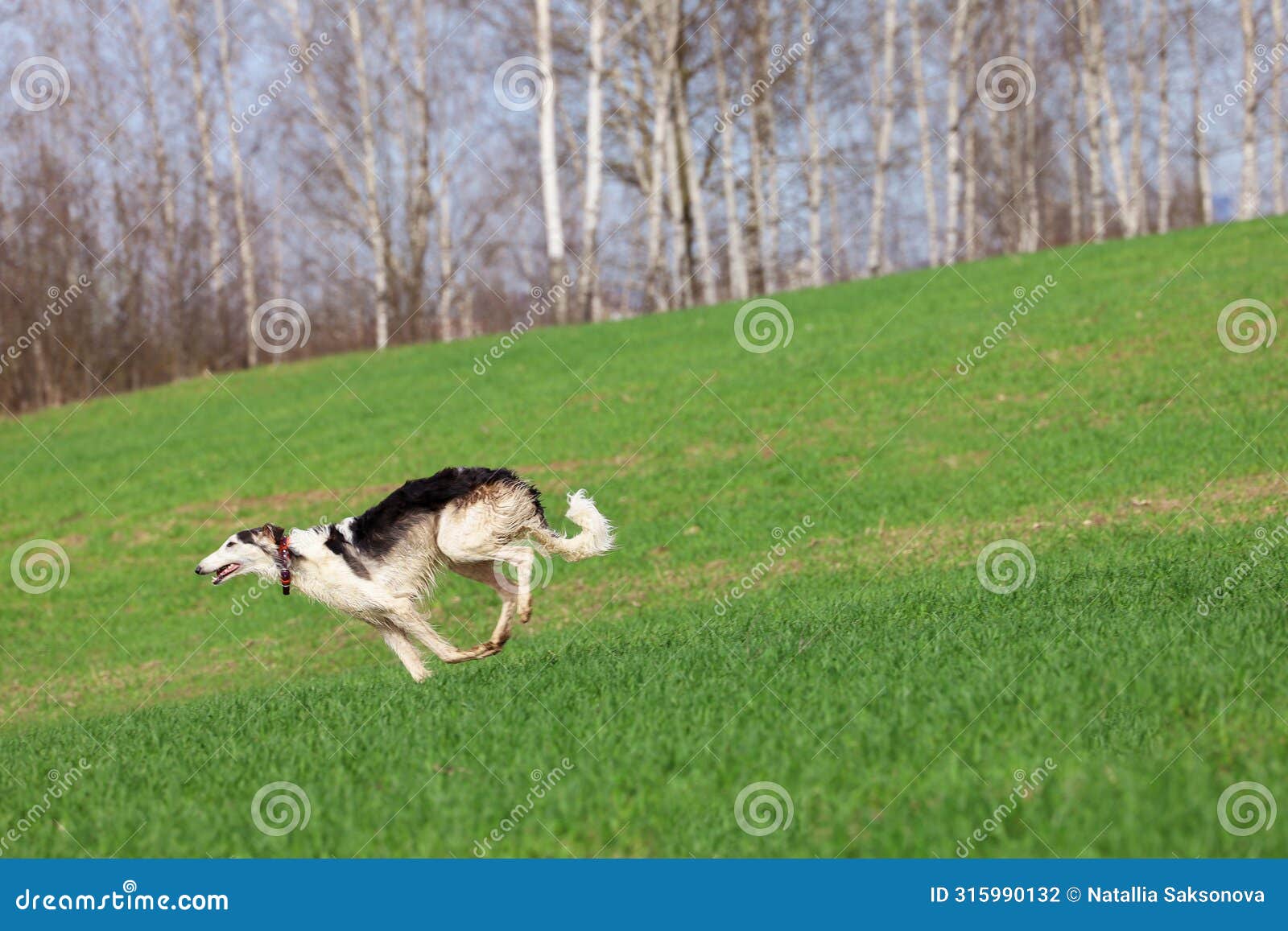 Russian Greyhound, Black and White, Runs on a Field. Stock Photo ...