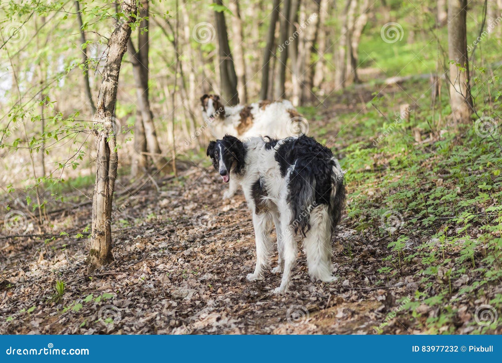 Russian greyhounds stock photo. Image of animal, devotee - 83977232