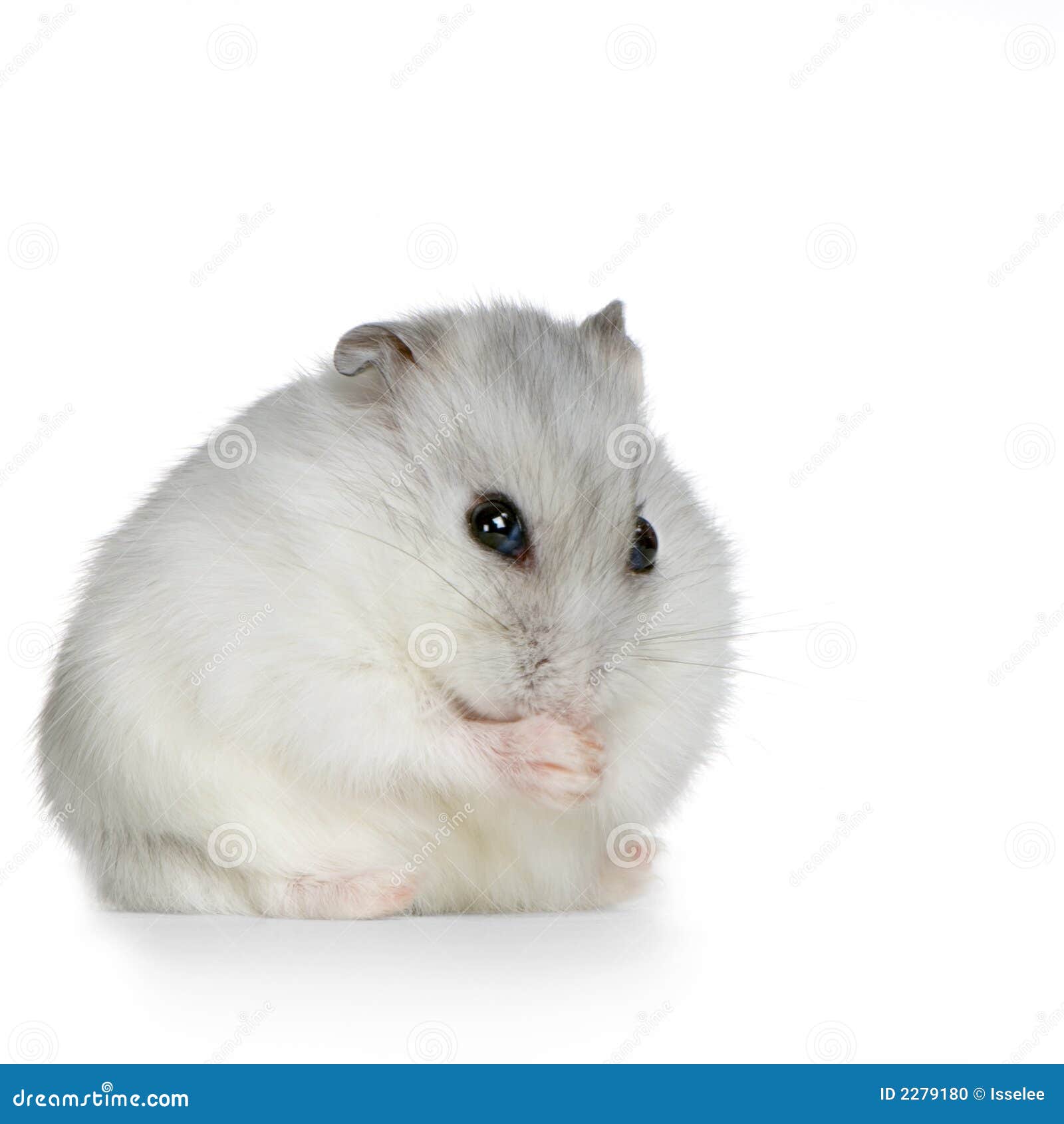 Russian Hamster In Front Of White Background Royalty-Free Stock ...