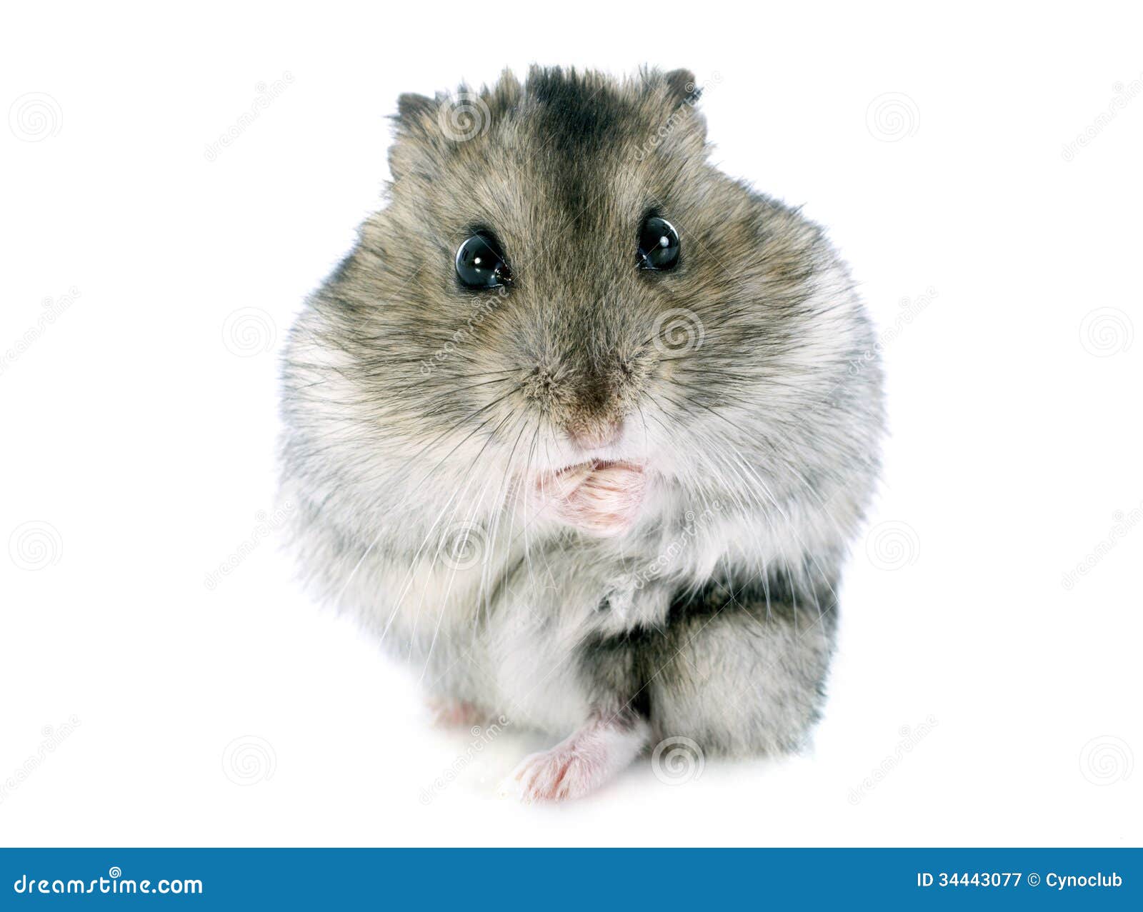 Russian hamster stock image. Image of rodent, mammal - 34443077