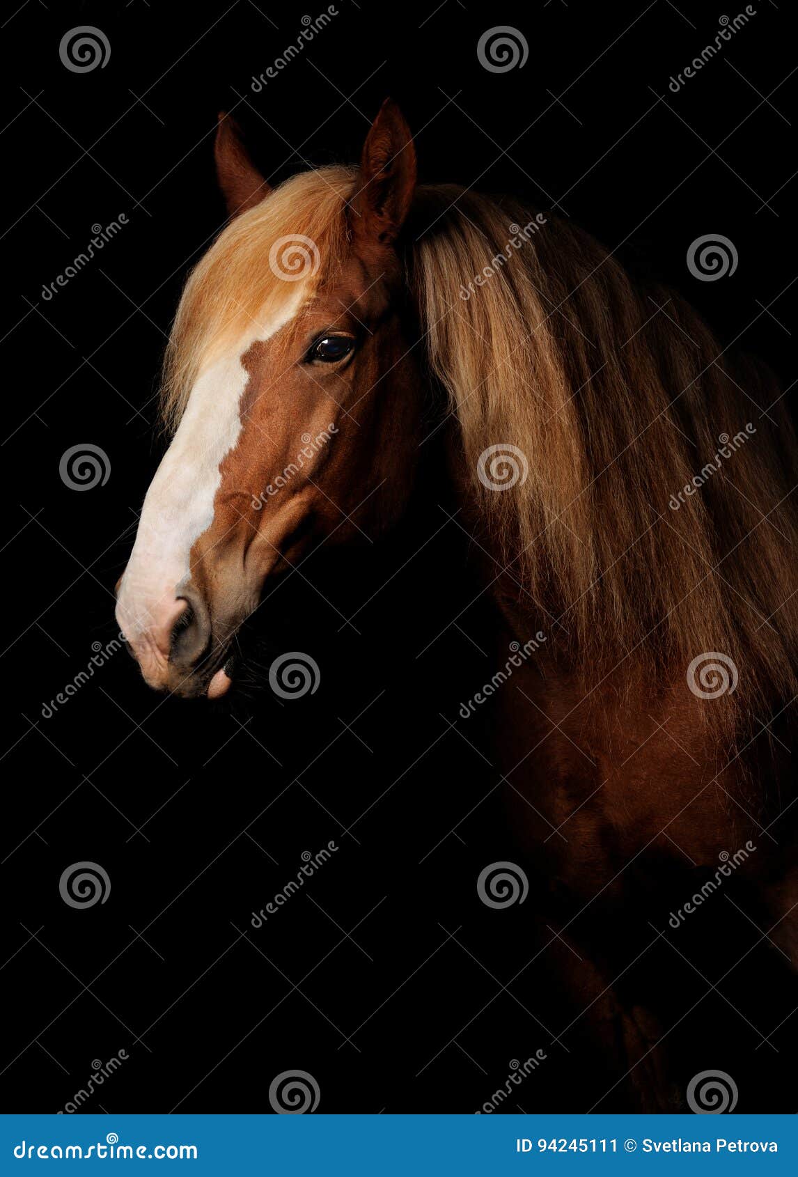 Russian Heavy Draught Horse Stock Image - Image of farm, draught: 94245111