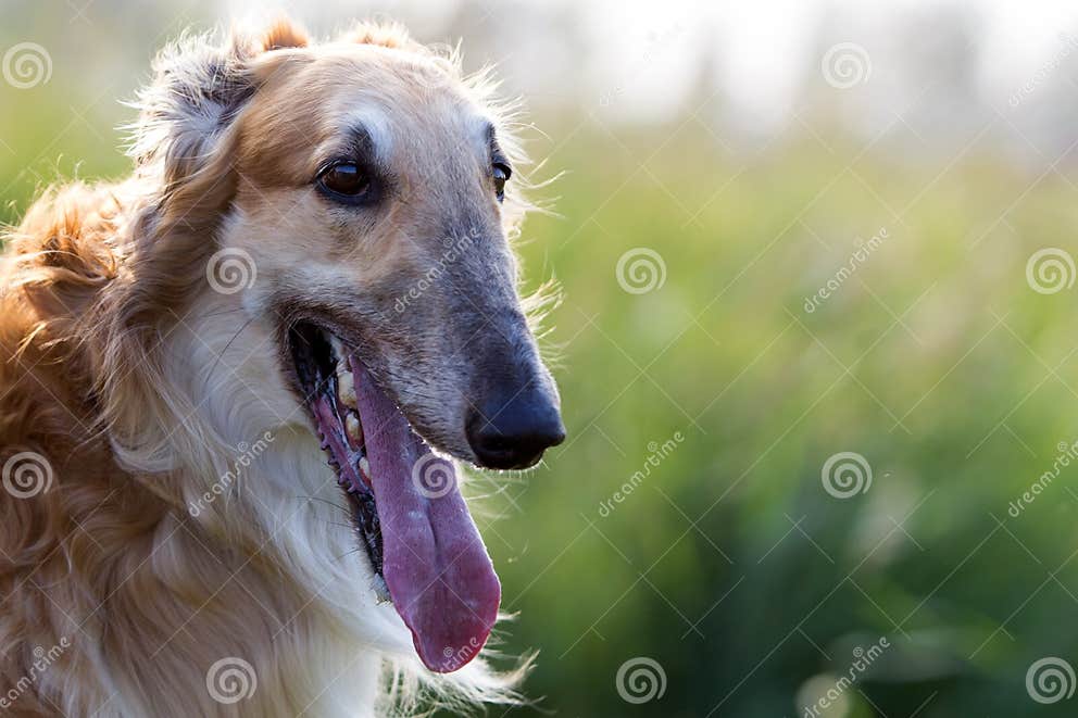 Russian hound dog head stock photo. Image of hunt, summer - 25986936