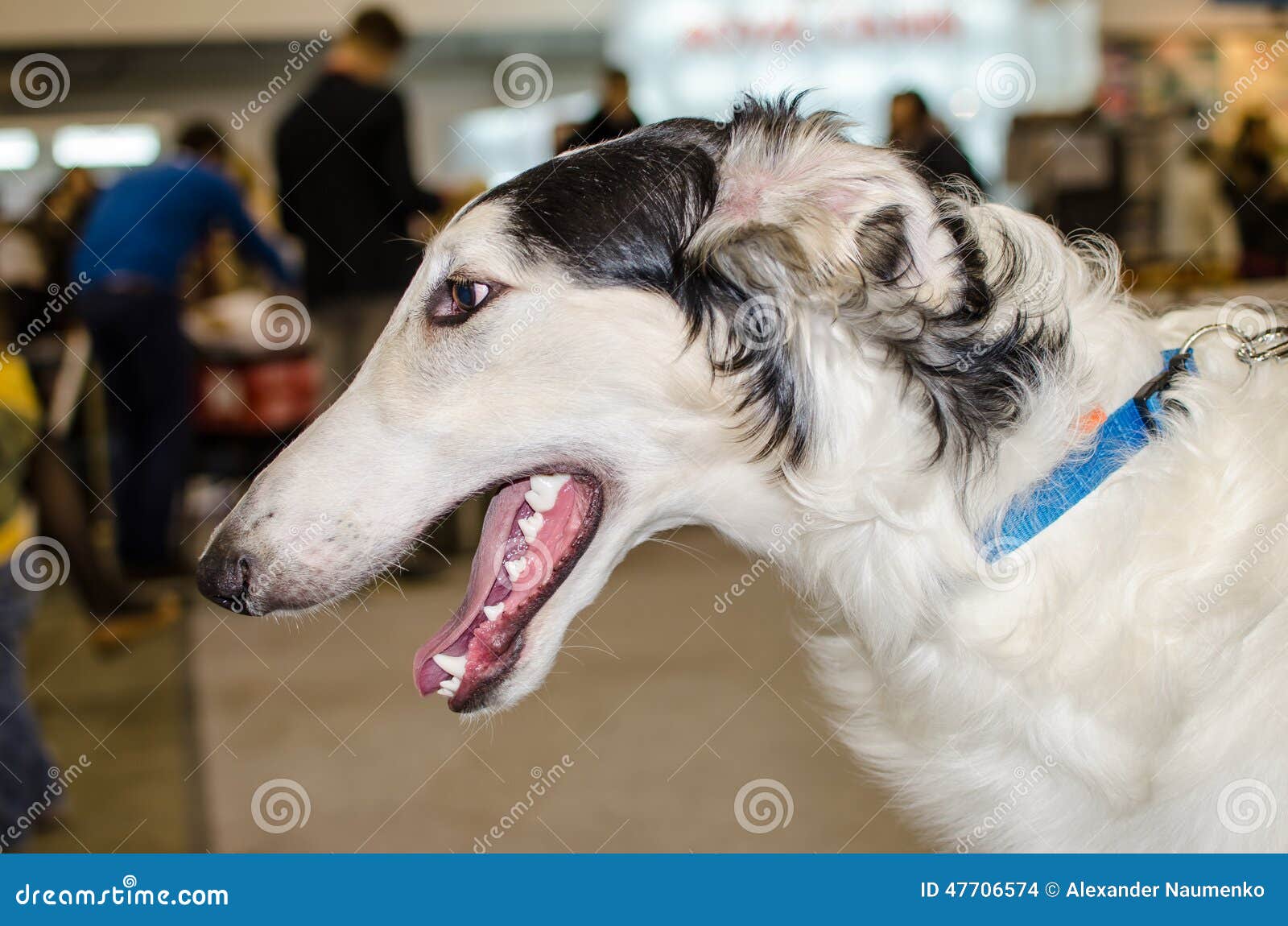 Russian hound stock photo. Image of active, happy, sports - 47706574