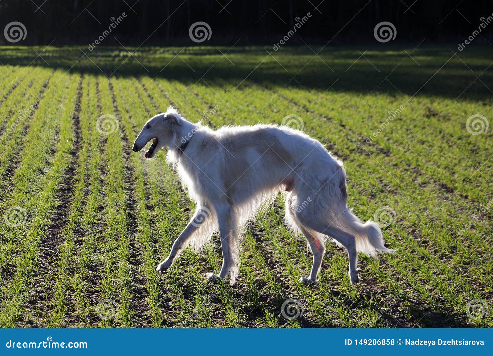 Russian hound greyhound stock photo. Image of russian - 149206858