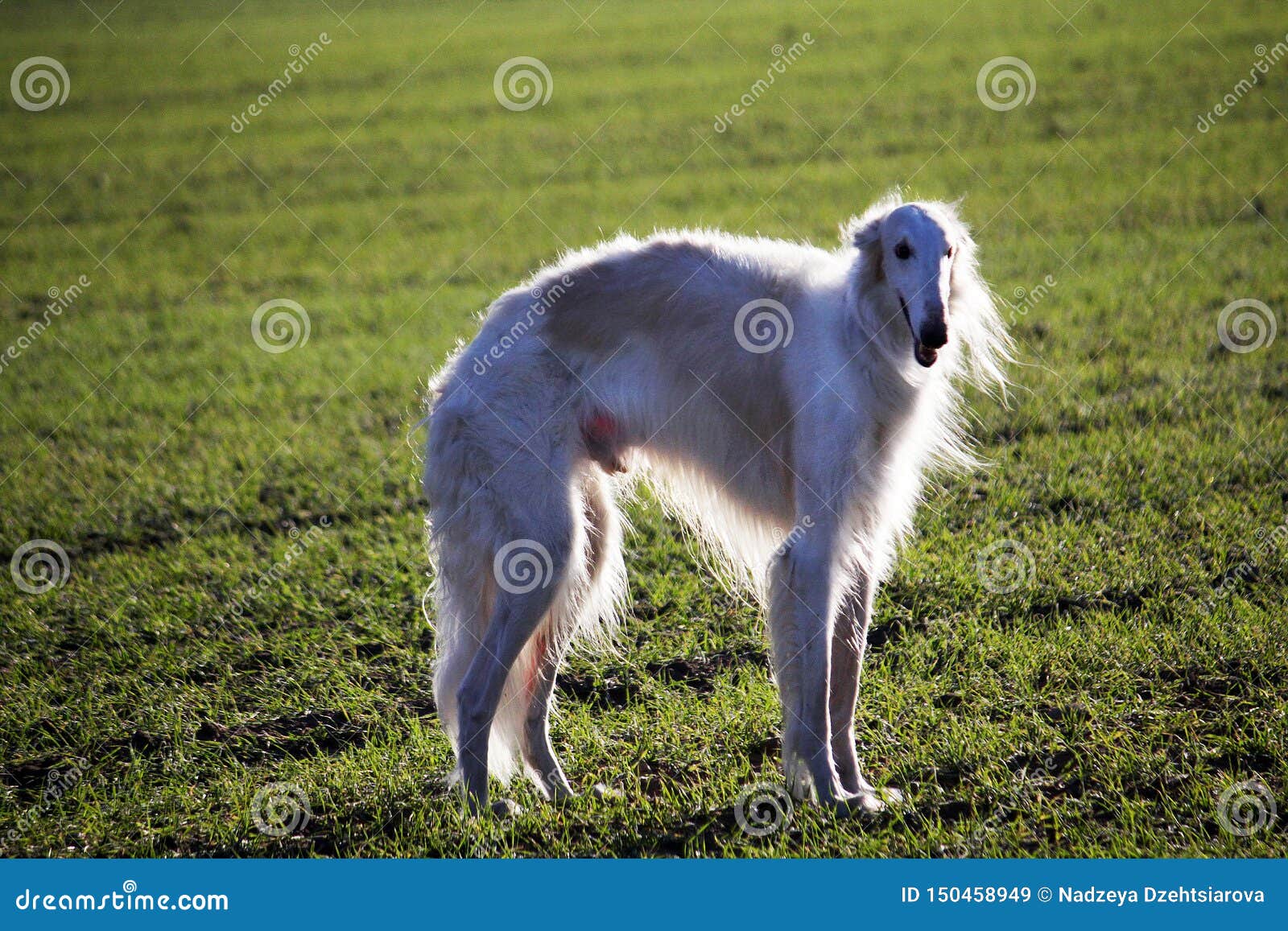 Russian hound greyhound stock image. Image of speed - 150458949